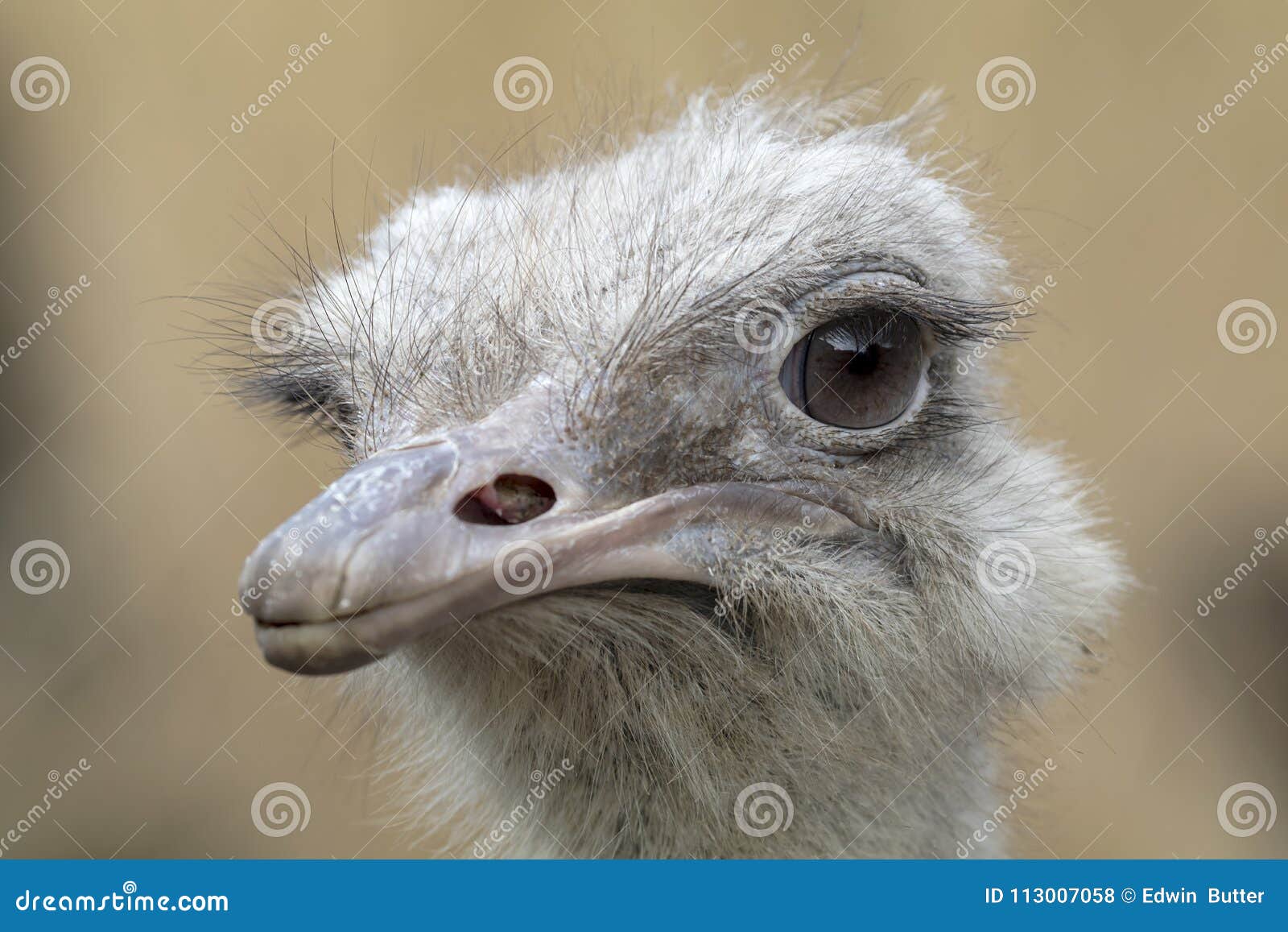 Common Ostrich stock photo. Image of african, common - 113007058