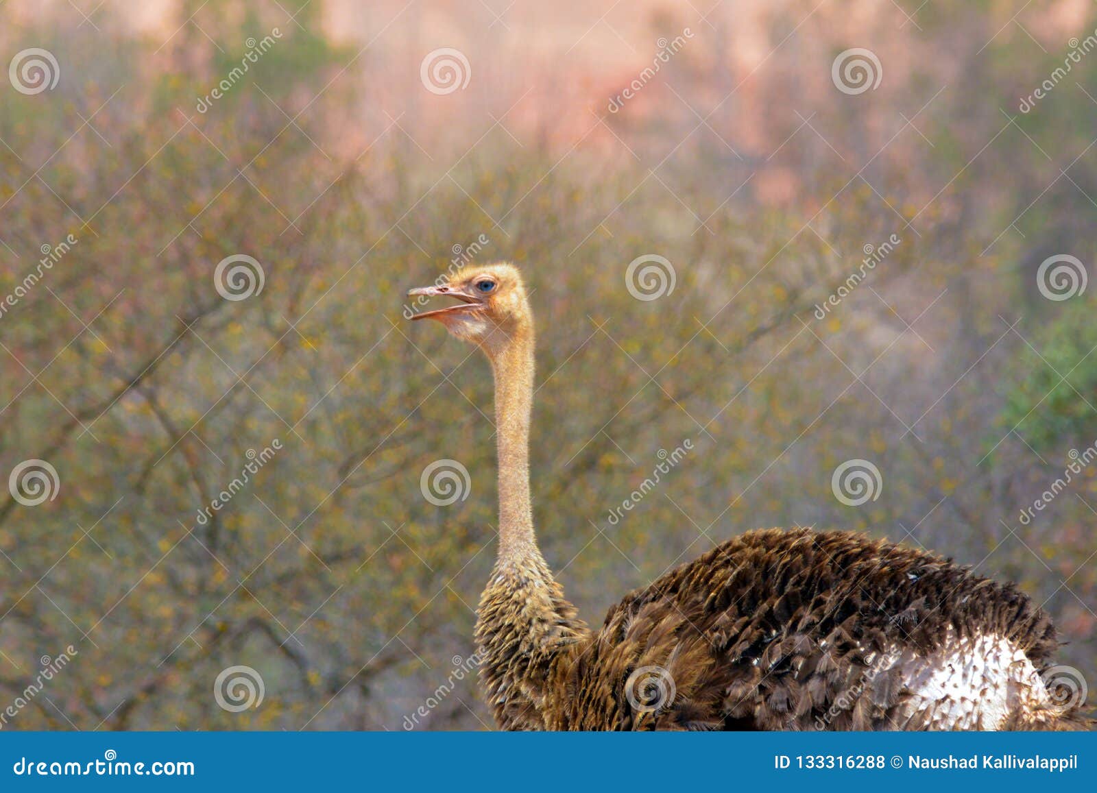 Common ostrich stock photo. Image of nature, desert - 133316288