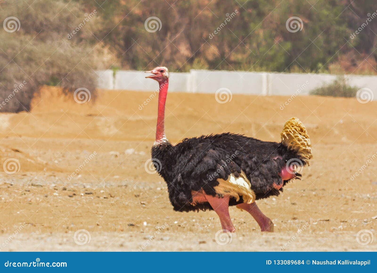 Common ostrich stock photo. Image of natural, neck, beak - 133089684