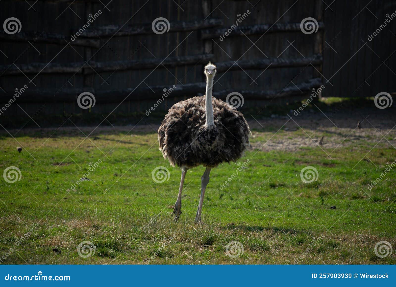 Common Ostrich Running in the Field Stock Image - Image of nature ...