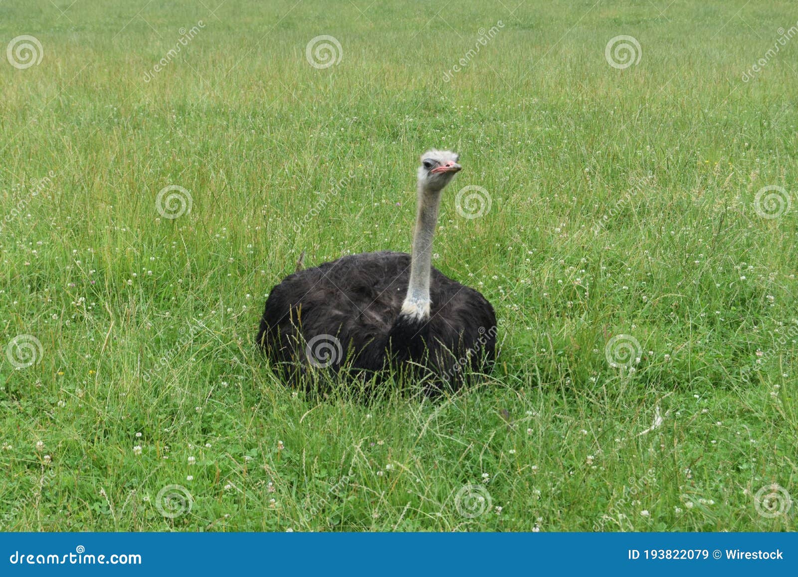 Common Ostrich Sitting on the Grass in the Field Stock Image - Image of ...