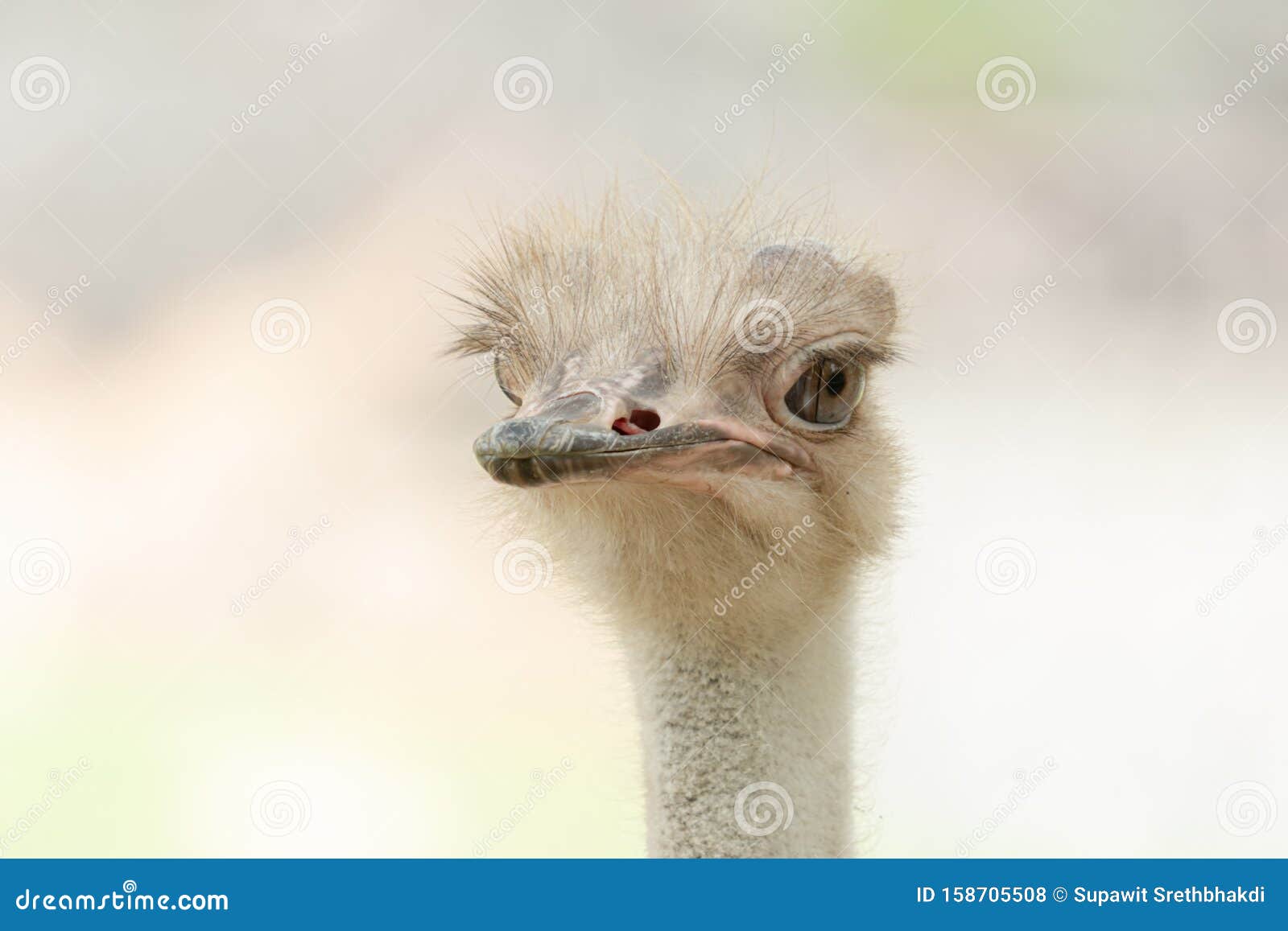 Common Ostrich (Struthio Camelus). Stock Photo - Image of natural ...