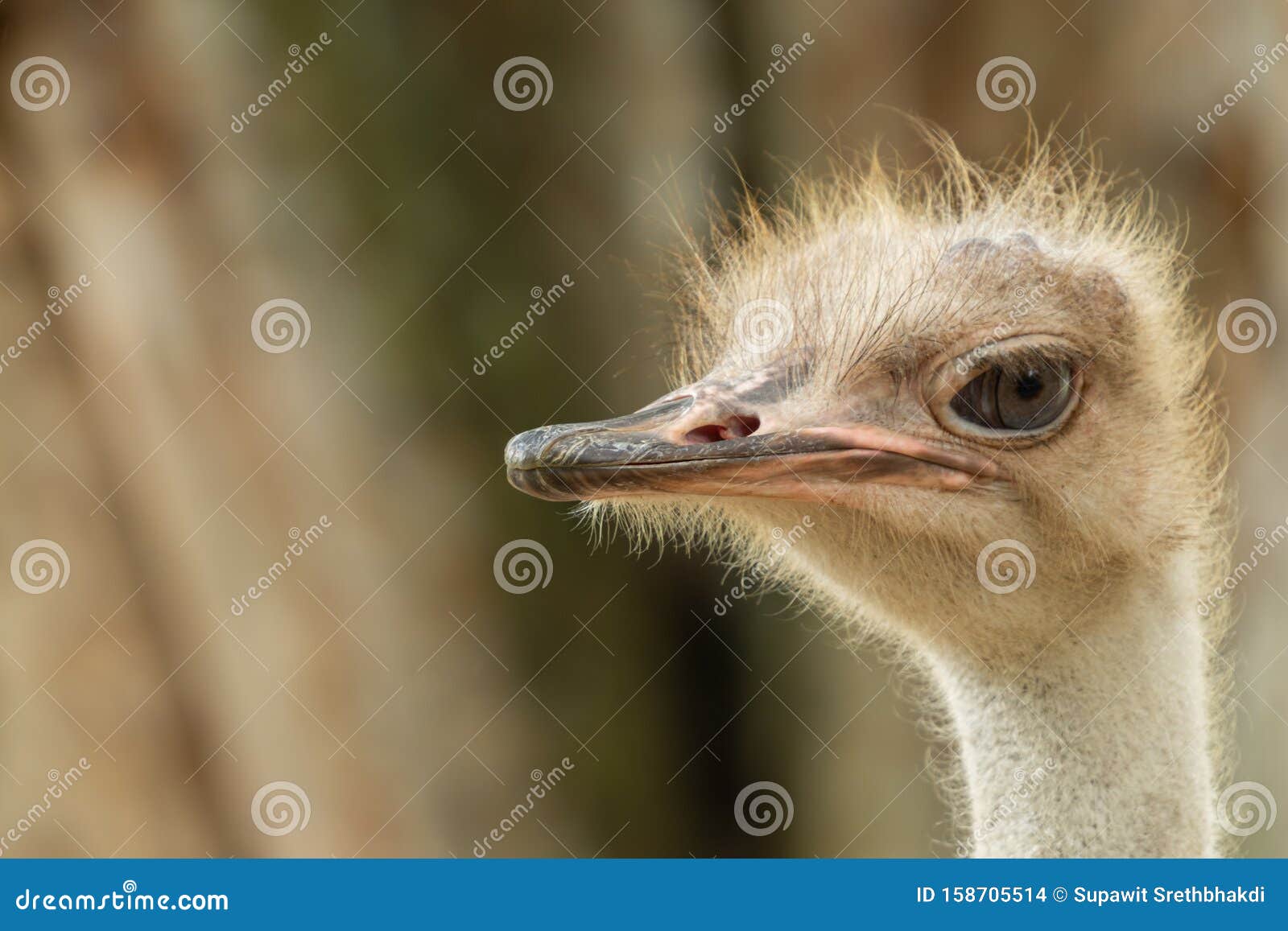 Common Ostrich (Struthio Camelus). Stock Photo - Image of conservation ...