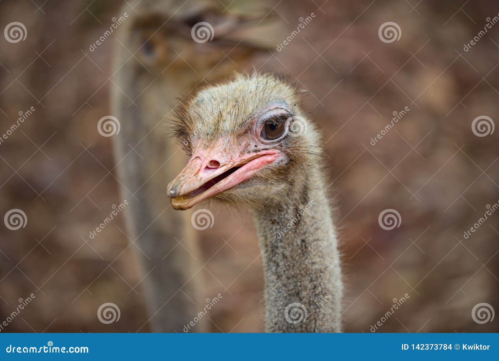 Common Ostrich Struthio Camelus Stock Photo - Image of bird, female ...