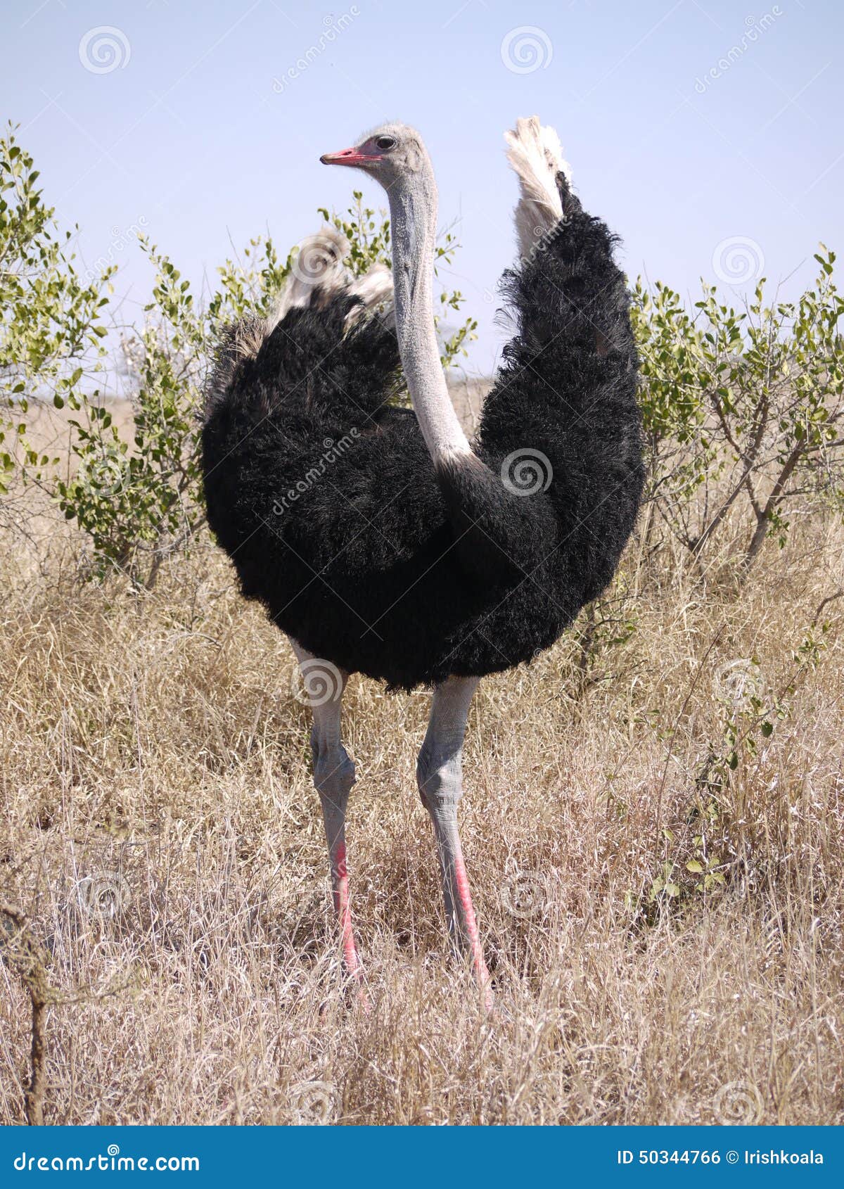 Common ostrich stock photo. Image of wild, wildlife, struthio - 50344766