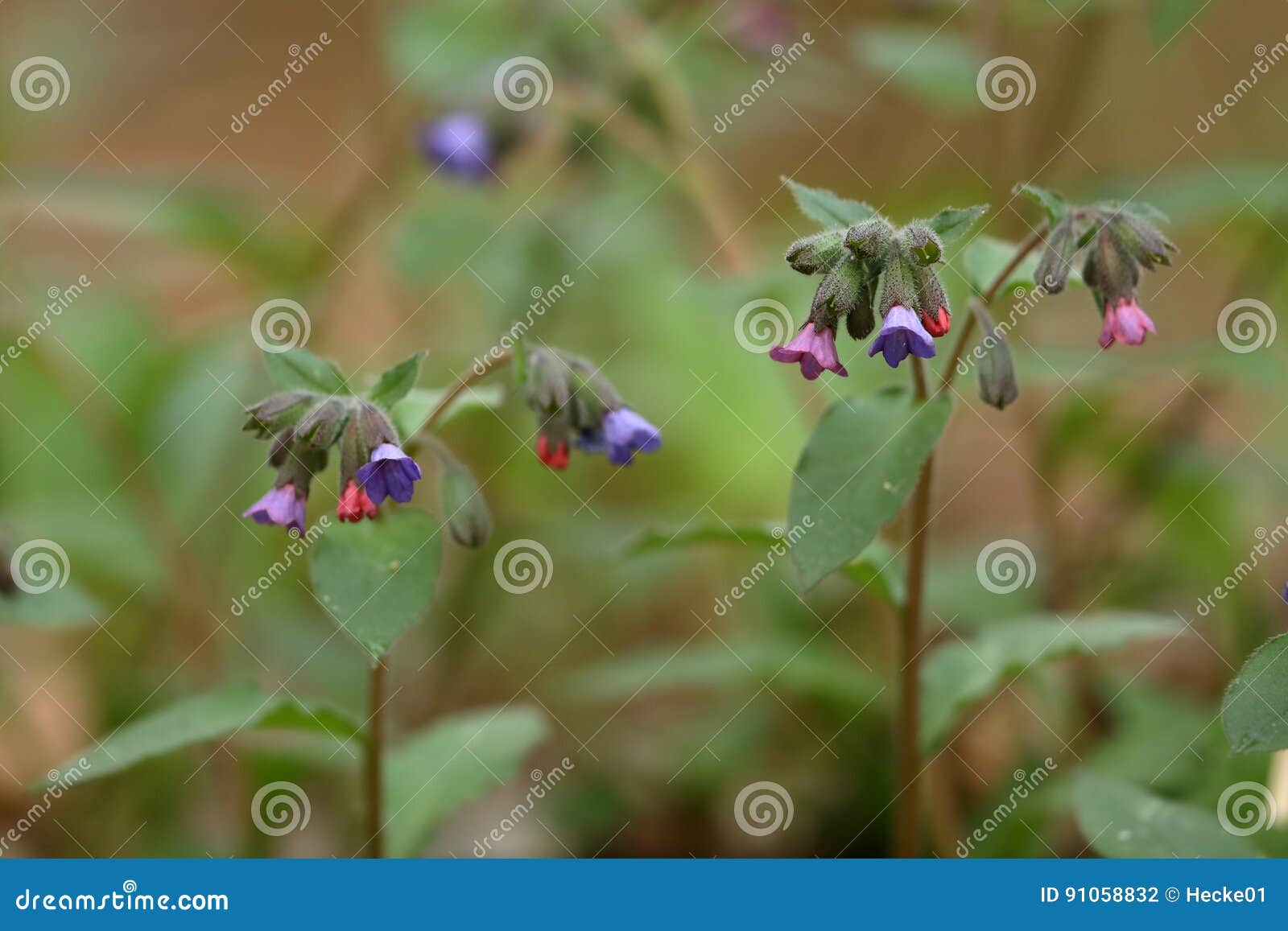Common Ox-tongue in the Forest Stock Photo - Image of officinalis ...