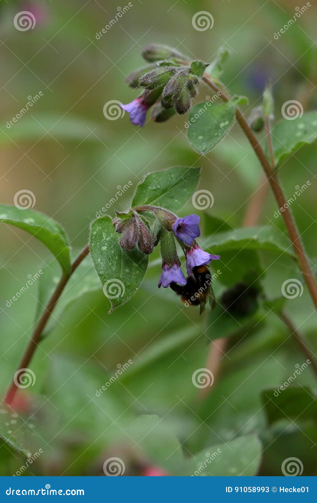 Common Ox-tongue in the Forest Stock Image - Image of flowers, turmeric ...