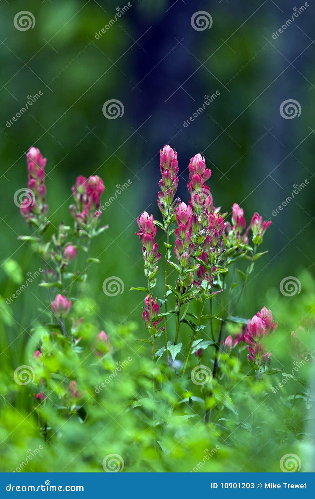 160 Common Paintbrush Stock Photos - Free & Royalty-Free Stock Photos ...