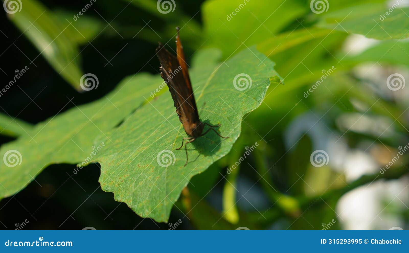 The Common Palm Fly Butterfly Perches On Medium-sized Leaves. Blurry ...