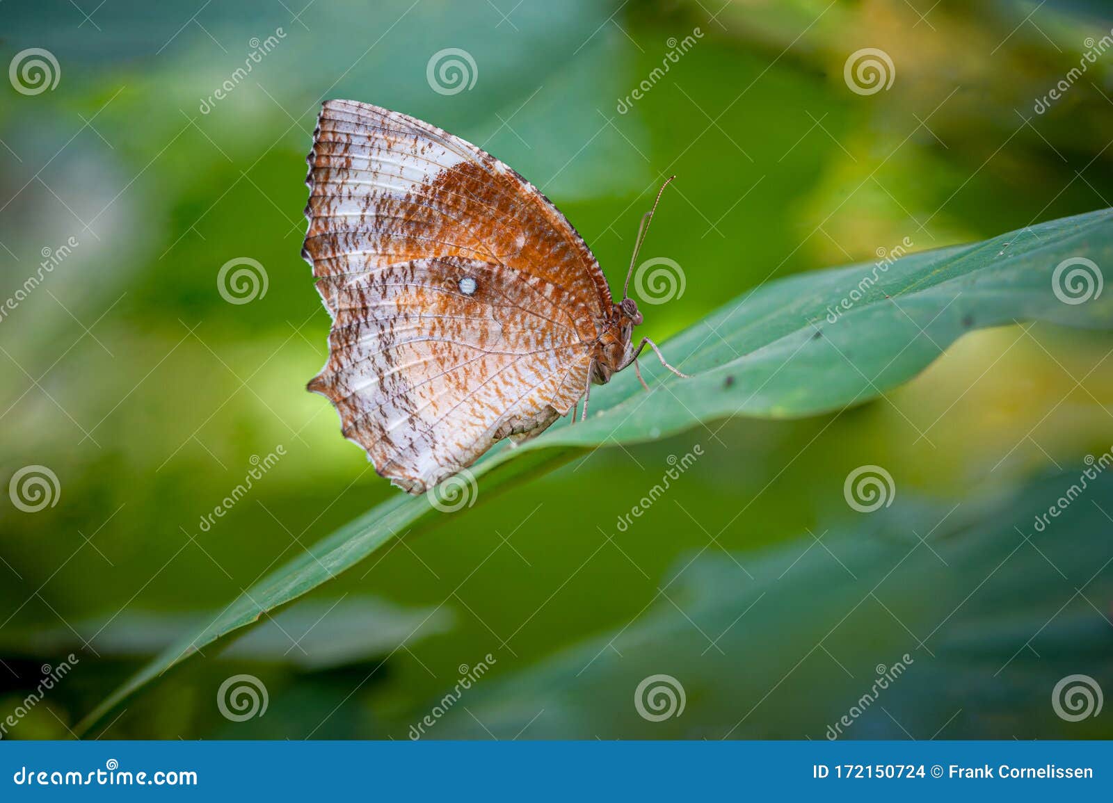 Common Palmfly Butterfly or Elymnias Hypermnestra Stock Photo - Image ...