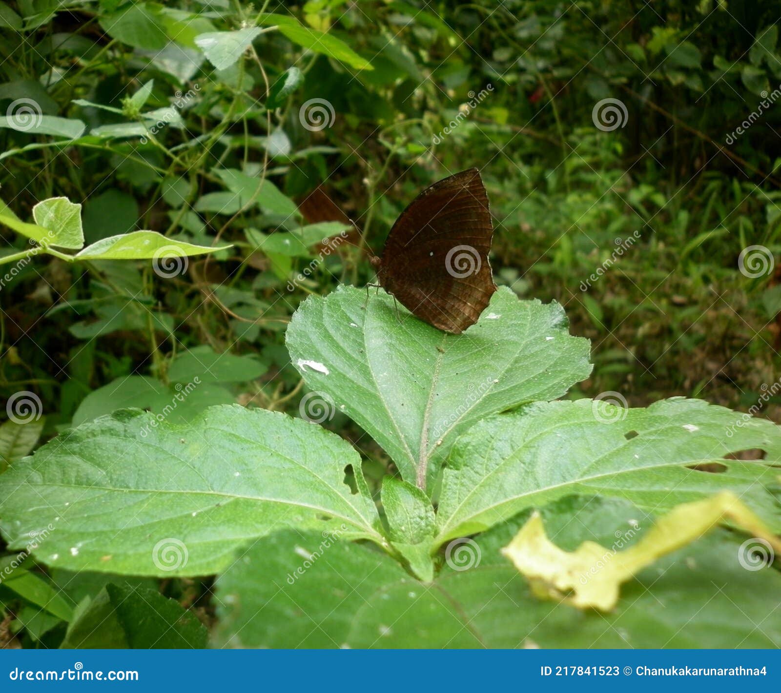 A Common Palmfly Butterfly Sitting on Medium Size Leaf Stock Image ...