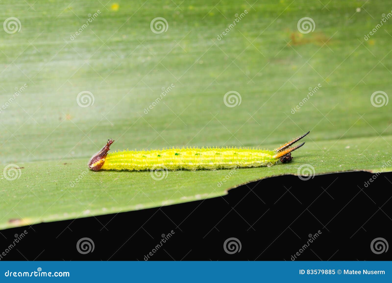Common Palmfly caterpillar stock image. Image of close - 83579885