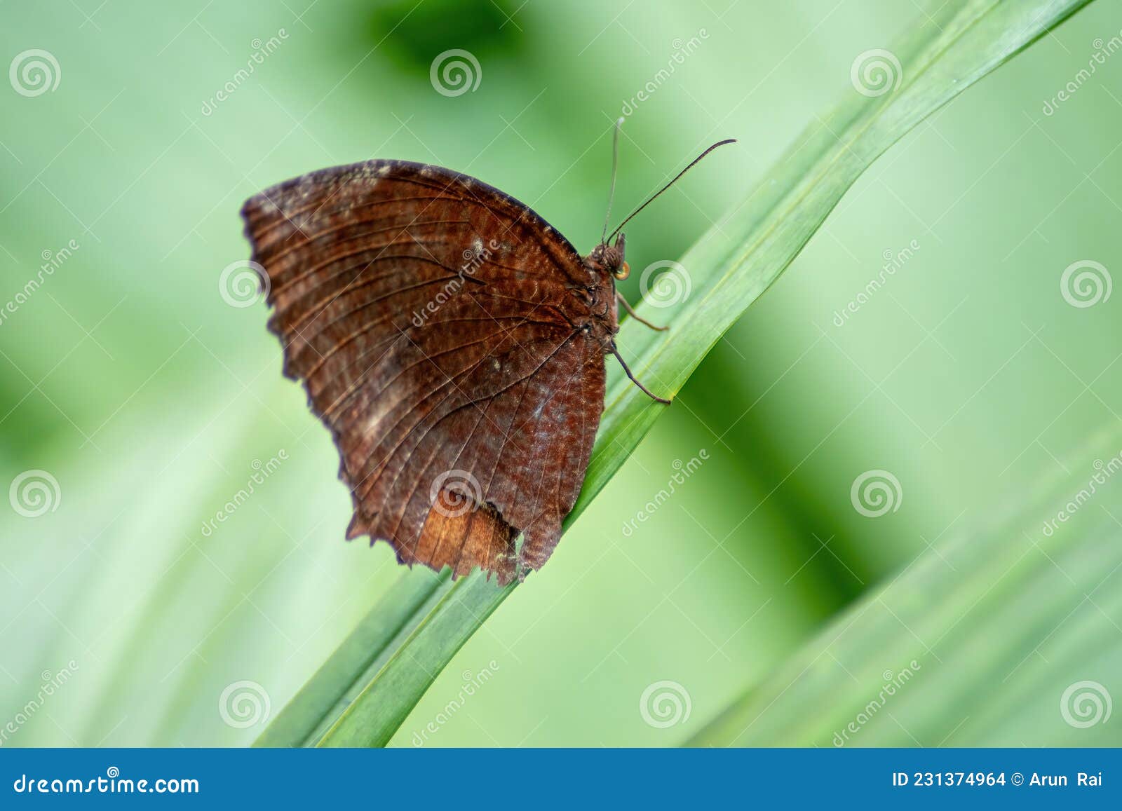 Common palmfly stock photo. Image of animal, macro, nature - 231374964