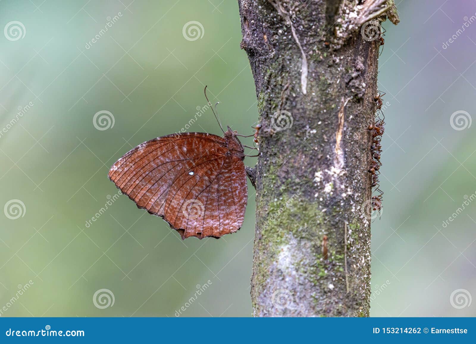 Common Palmfly Elyminias Hypermnestra Stock Photo - Image of flower ...