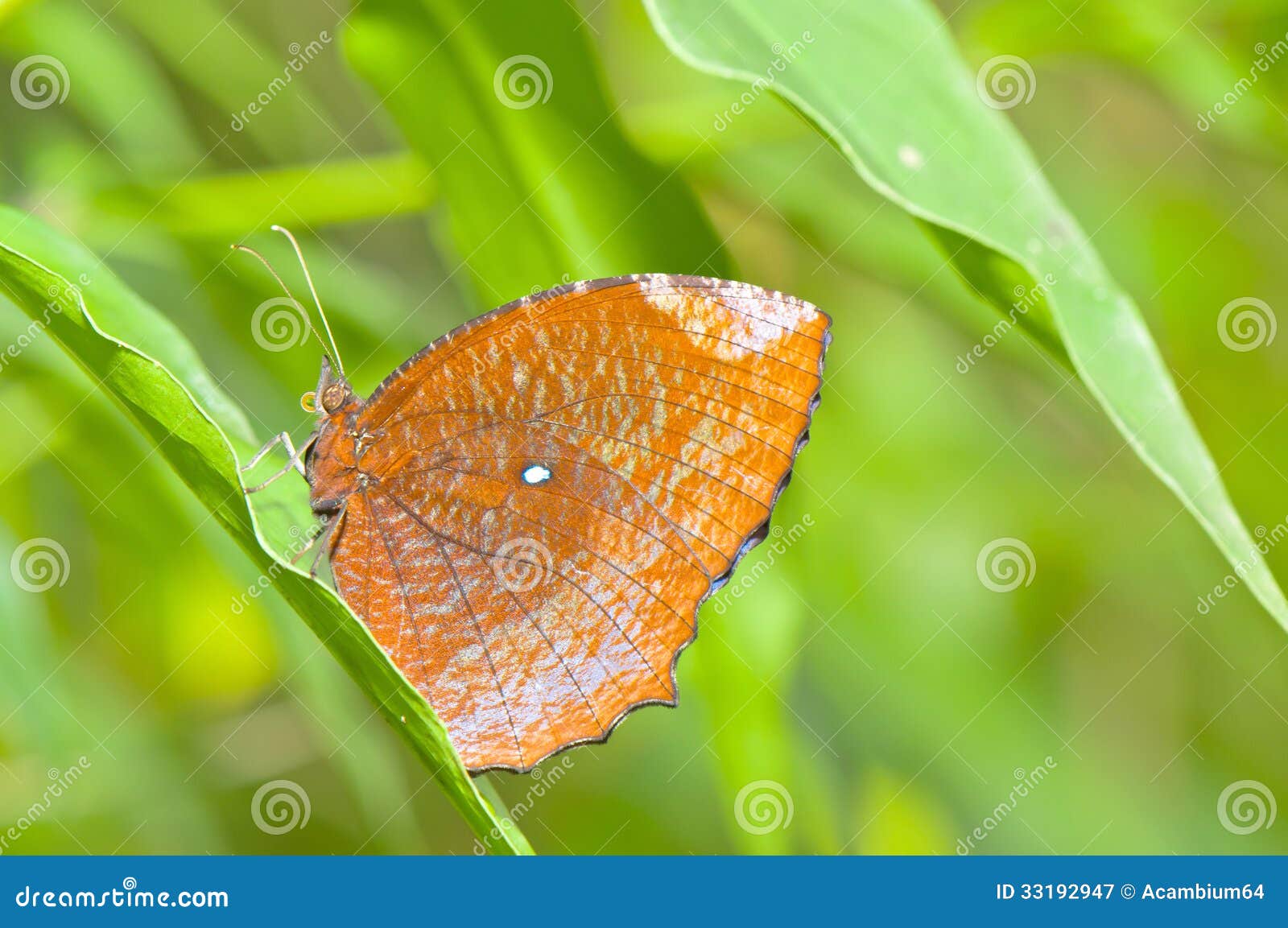 Common Palmfly(Elymnias Hypermnestra) Butterfly on Green Leaf Stock ...
