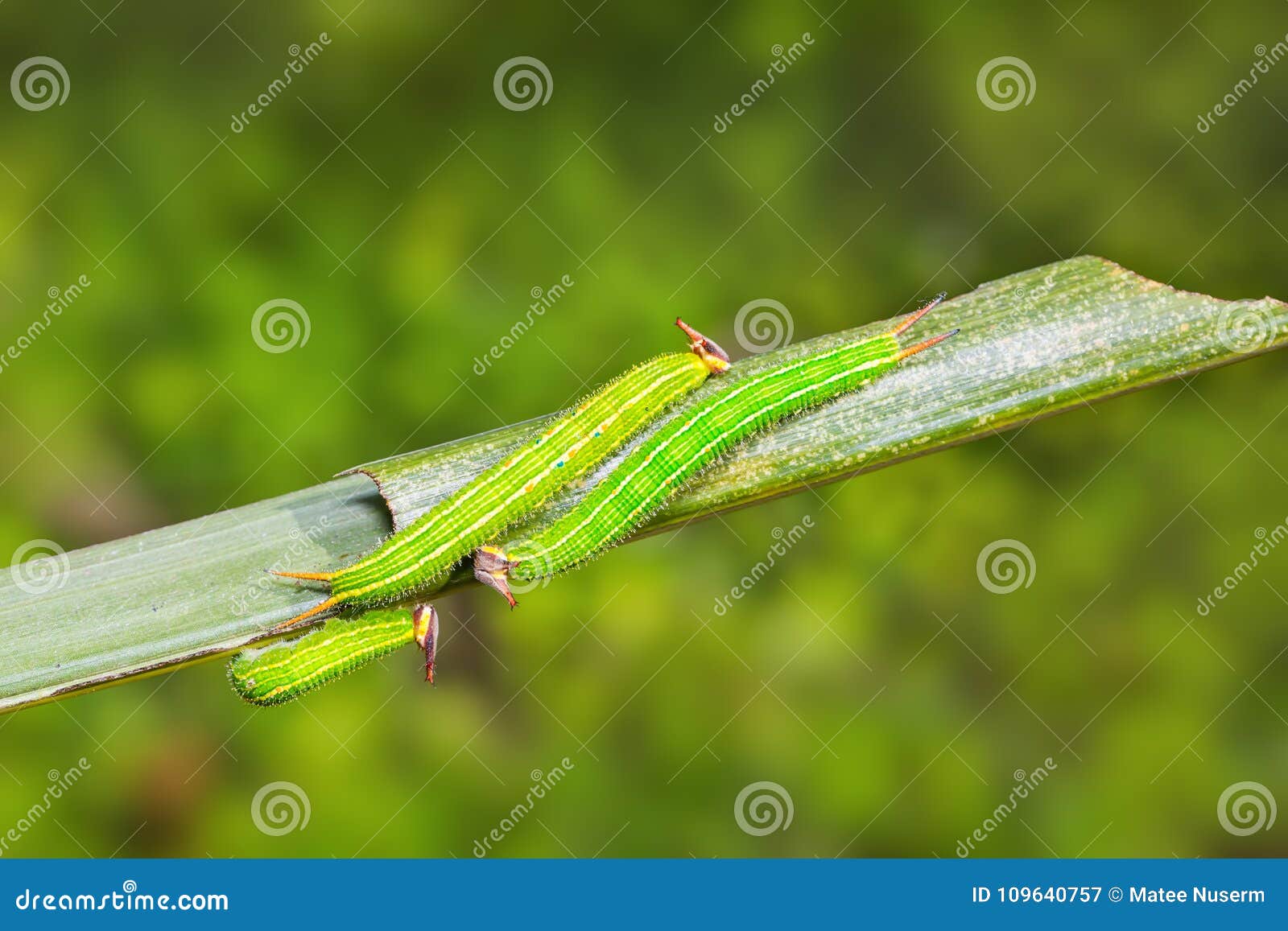 Common Palmfly Elymnias Hypermnestra Caterpillars Stock Image - Image ...