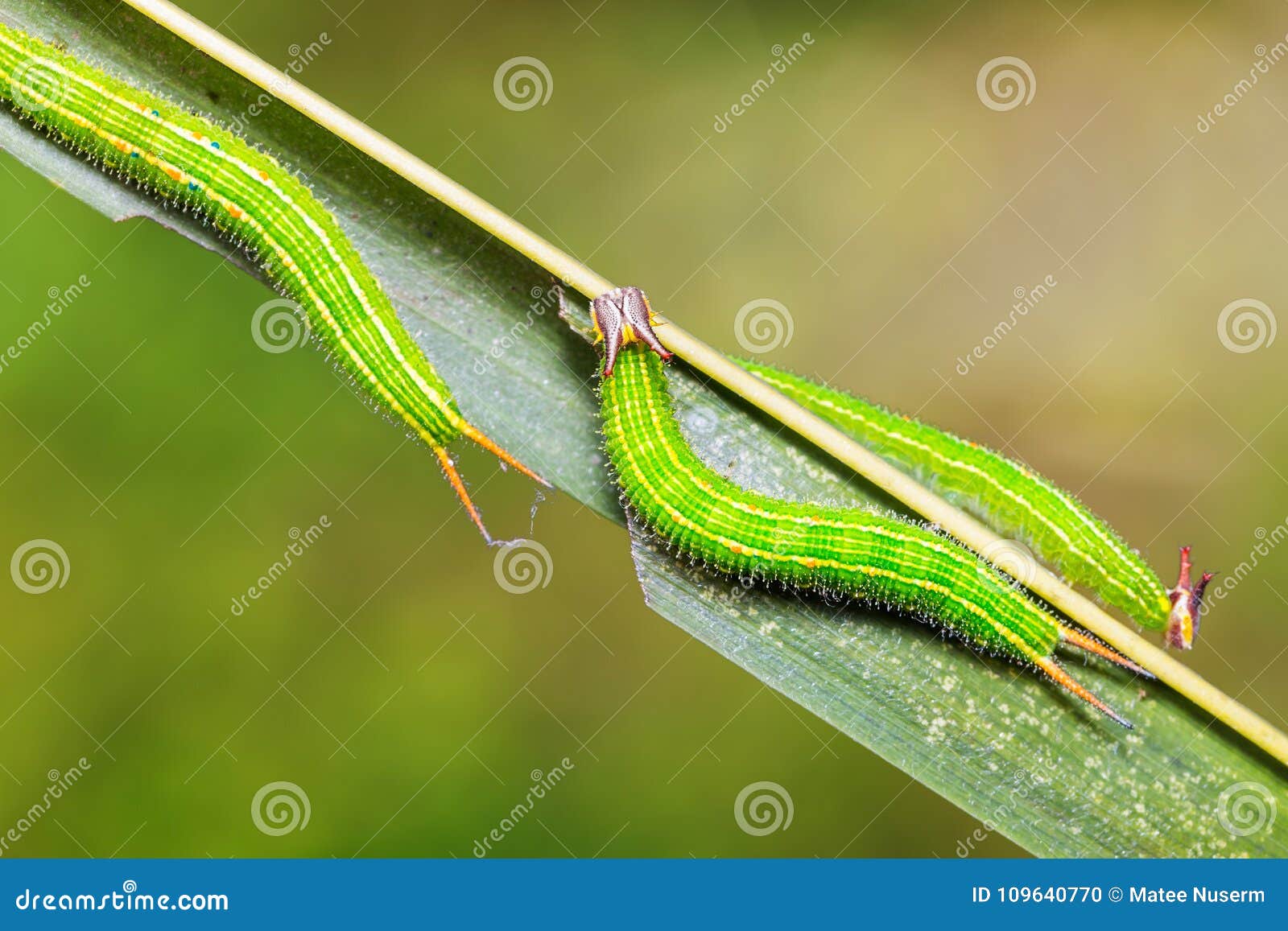 Common Palmfly Elymnias Hypermnestra Caterpillars Stock Photo - Image ...