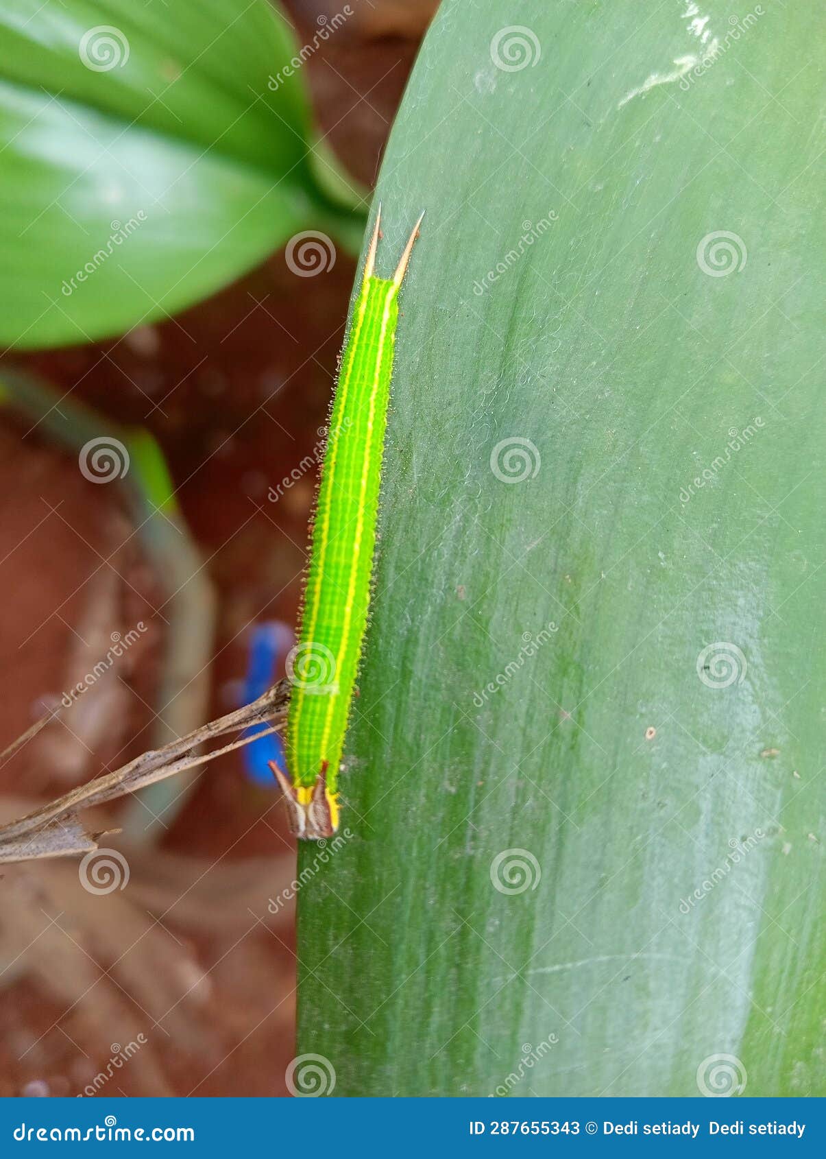 Common Palmfly Species of Two-horned Green Caterpillar on a Leaf Stock ...