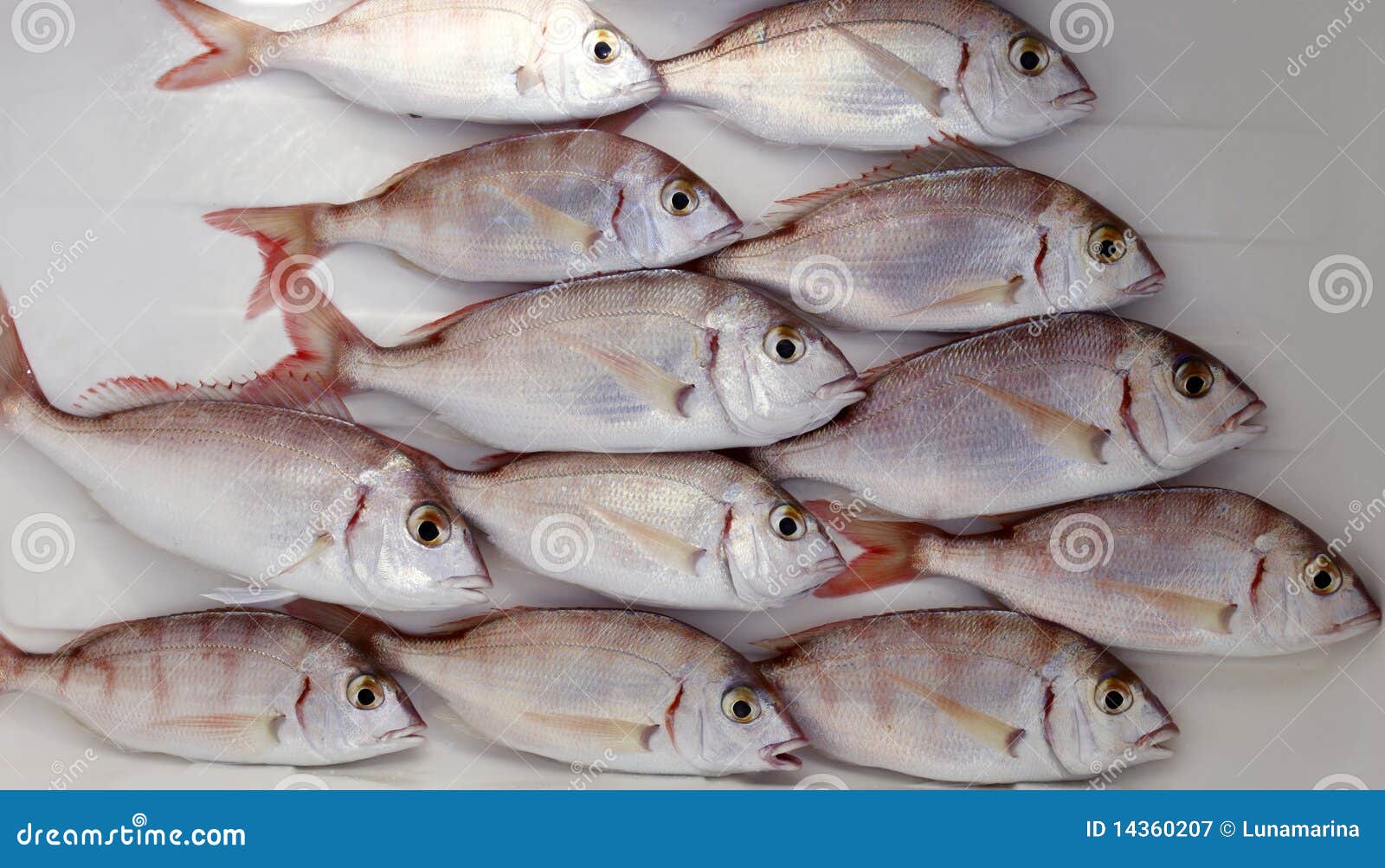 Common Pandora Fish Pagellus Erythrinus Stock Image - Image of fresh ...
