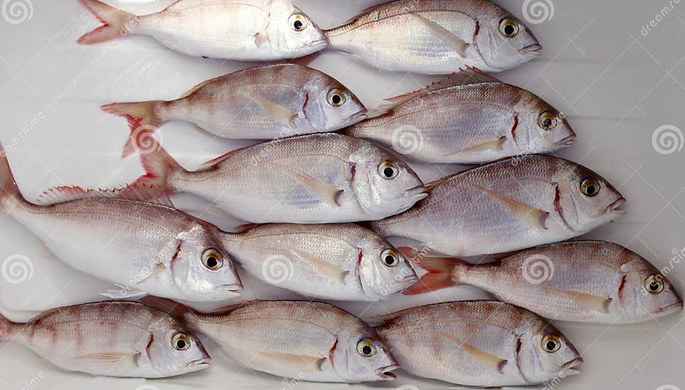 Common Pandora Fish Pagellus Erythrinus Stock Image - Image of fresh ...