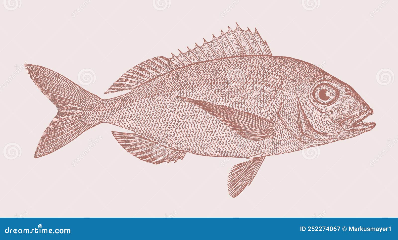 Common Bream, Vector Cartoon Illustration | CartoonDealer.com #67975412