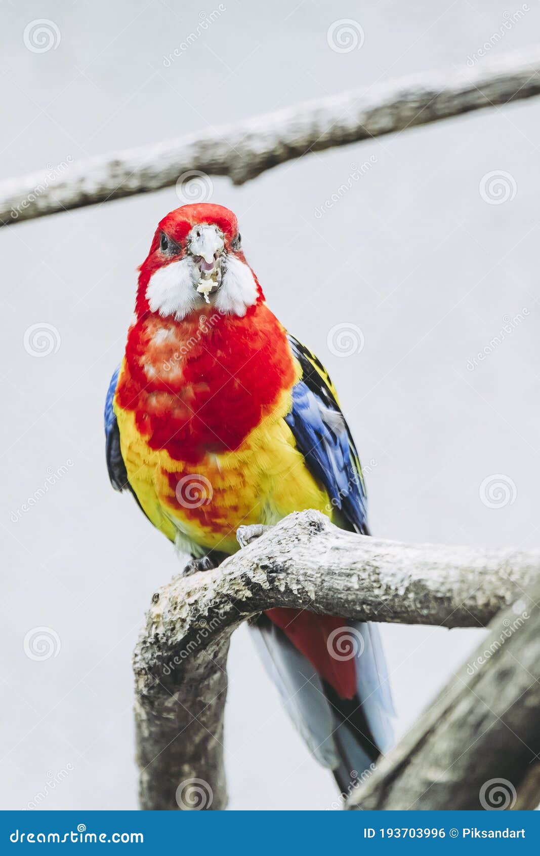 Common Parakeet Perched on a Branch Stock Photo - Image of wild, common ...