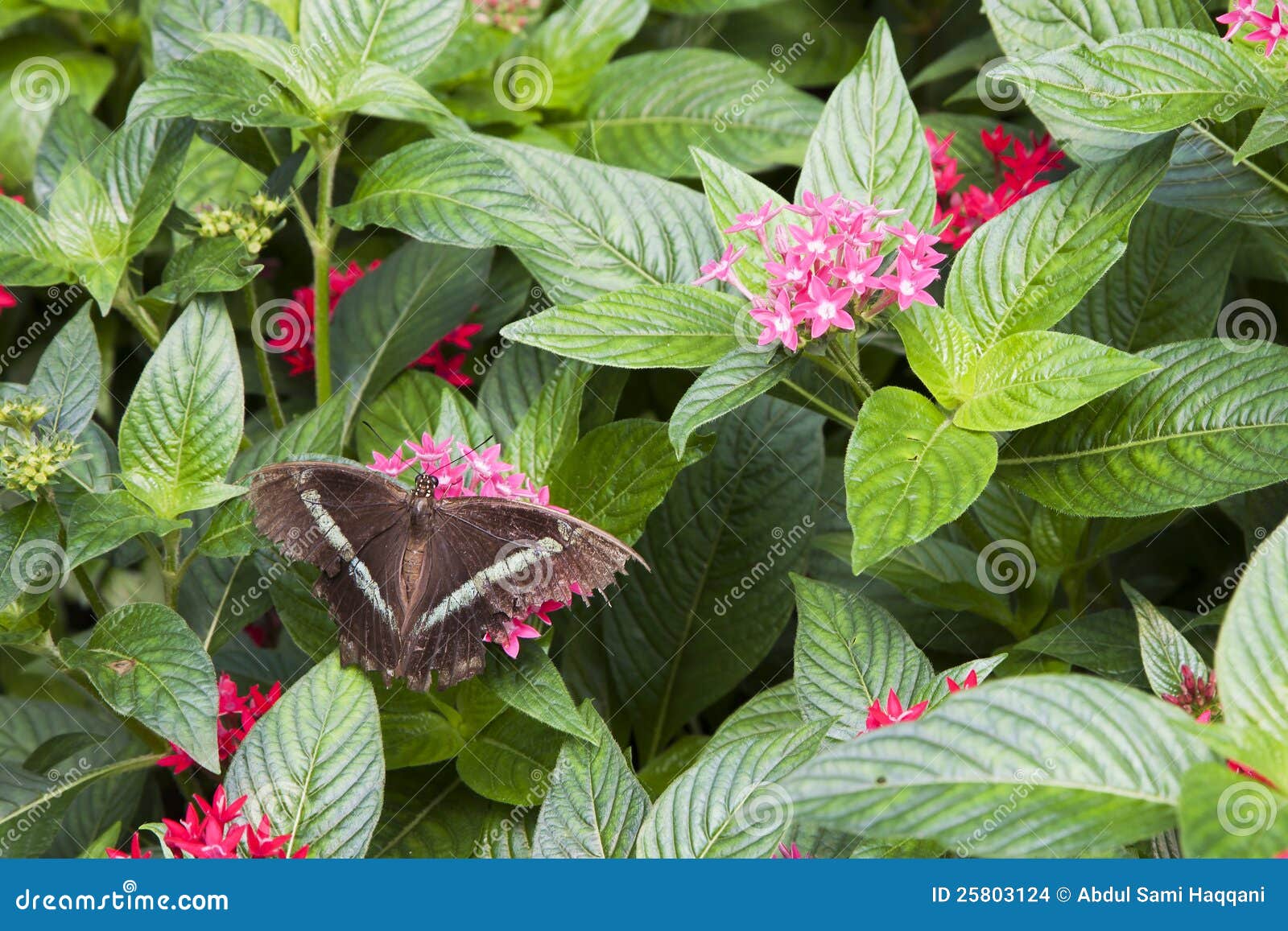 Common Parides stock photo. Image of parides, flowers - 25803124