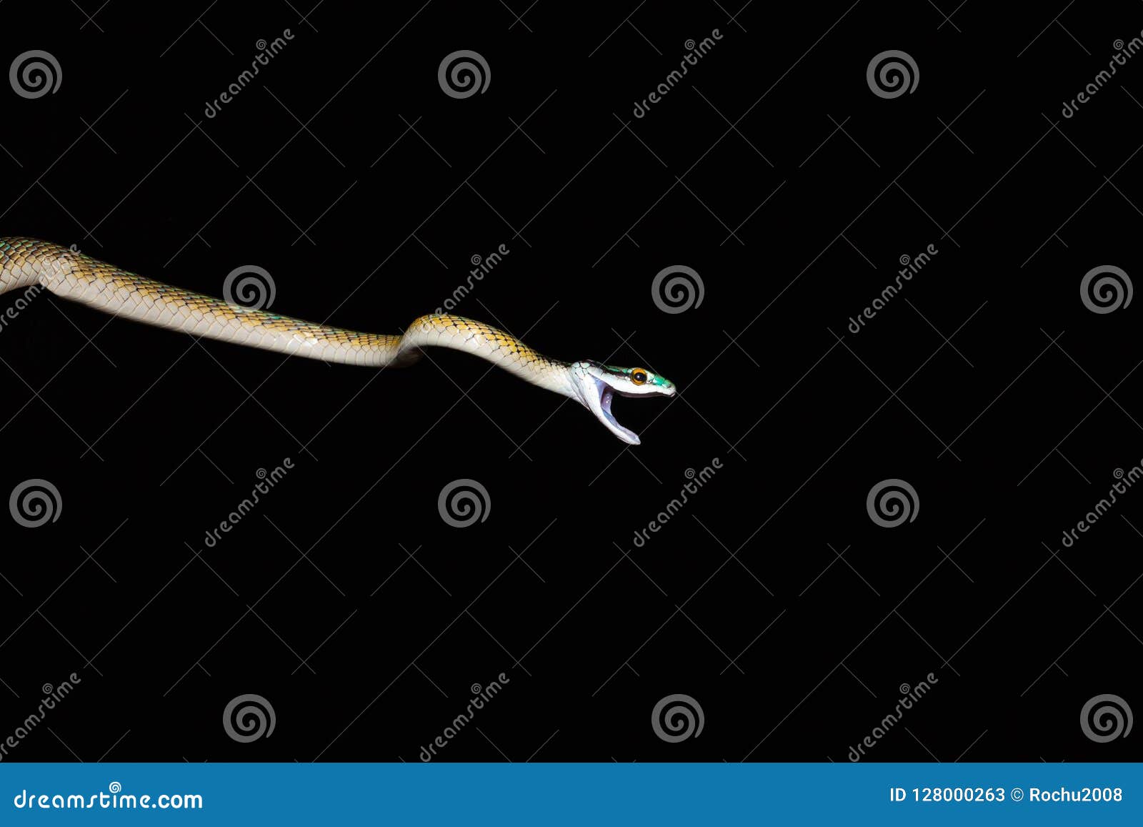Common Parrot Snake at Night on the Tree Stock Image - Image of view ...