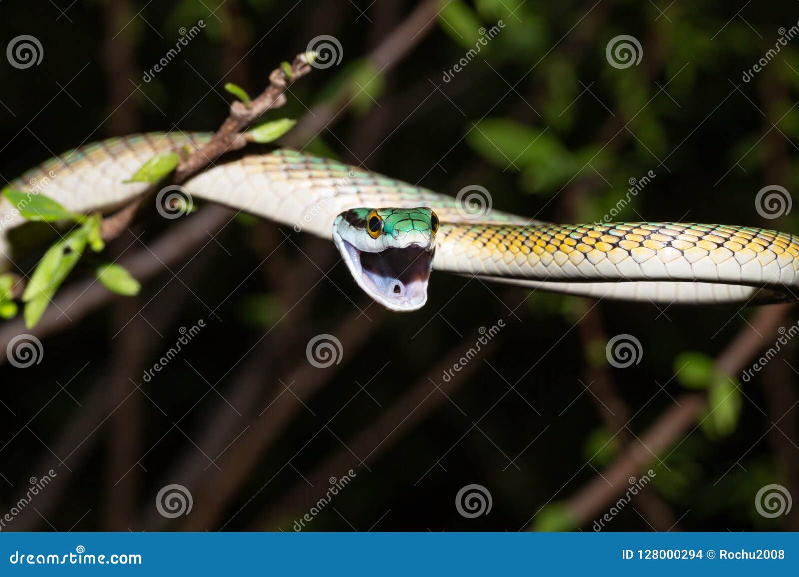 Common Parrot Snake at Night on the Tree Stock Photo - Image of parrot ...