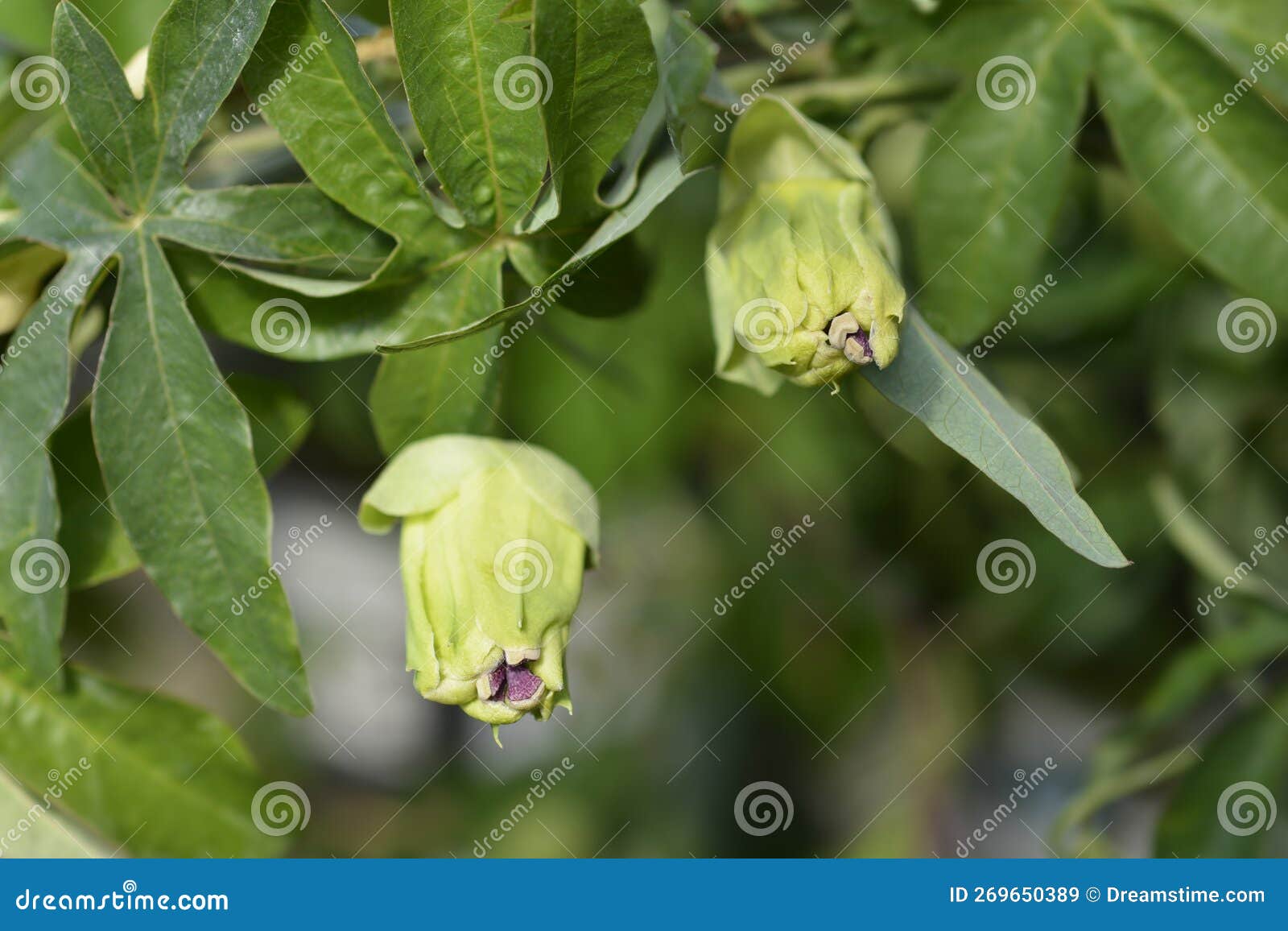 Common passion flower stock image. Image of passiflora - 269650389