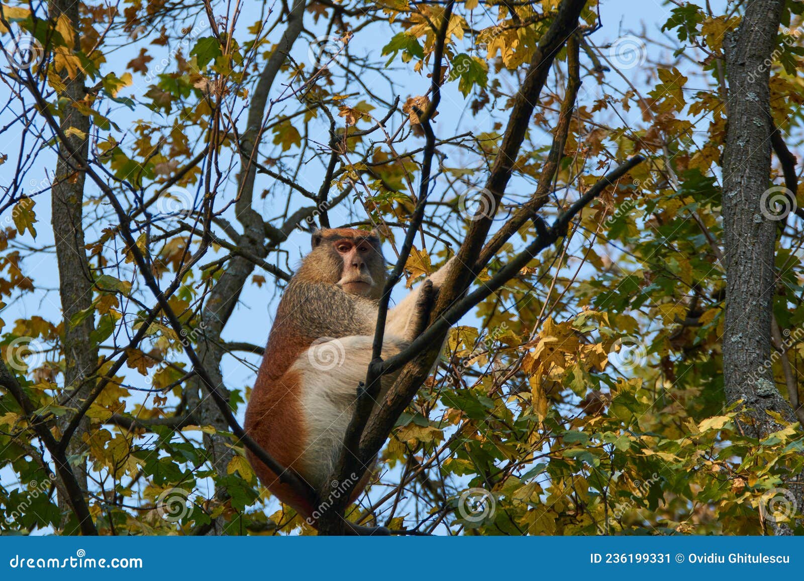 The Common Patas Monkey (Erythrocebus Patas), the Wadi Monkey or Hussar ...