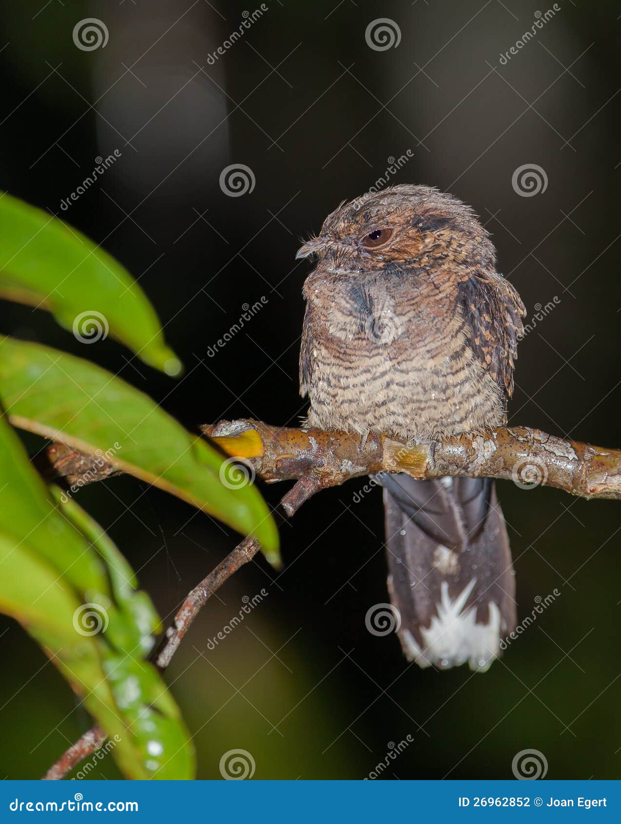 Common Pauraque stock photo. Image of fauna, nightbird - 26962852