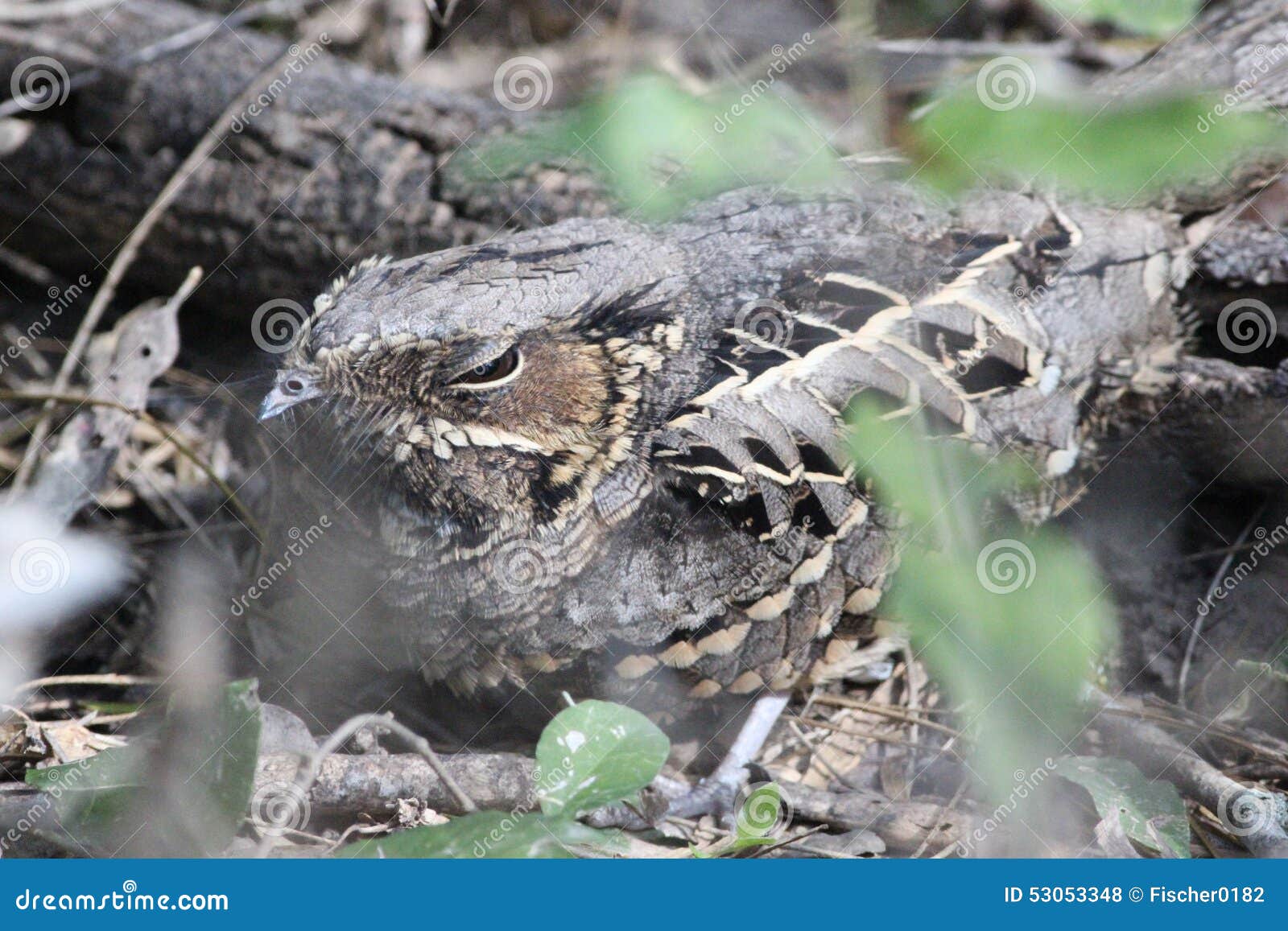 Common Pauraque (Nyctidromus Albicollis) 3 Stock Photo - Image of ...