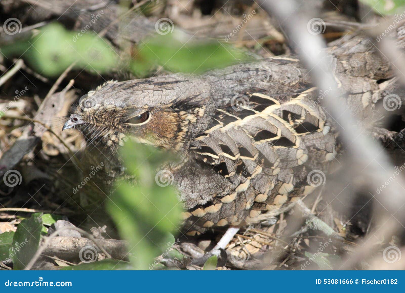 Common Pauraque (Nyctidromus Albicollis) 2 Stock Photo - Image of bird ...