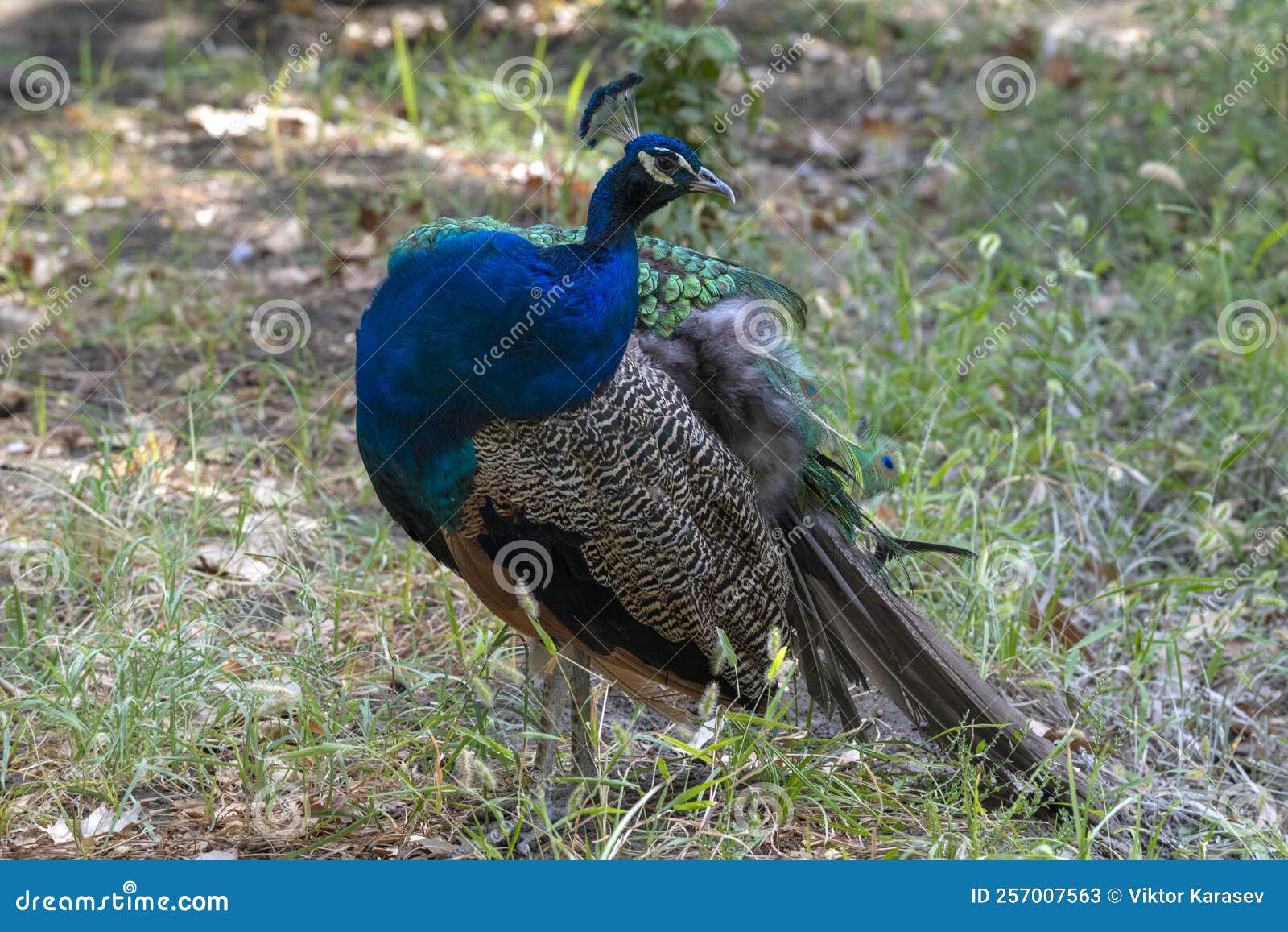 Common Peacock Pavo Cristatus Stock Image - Image of pavo, peacock ...