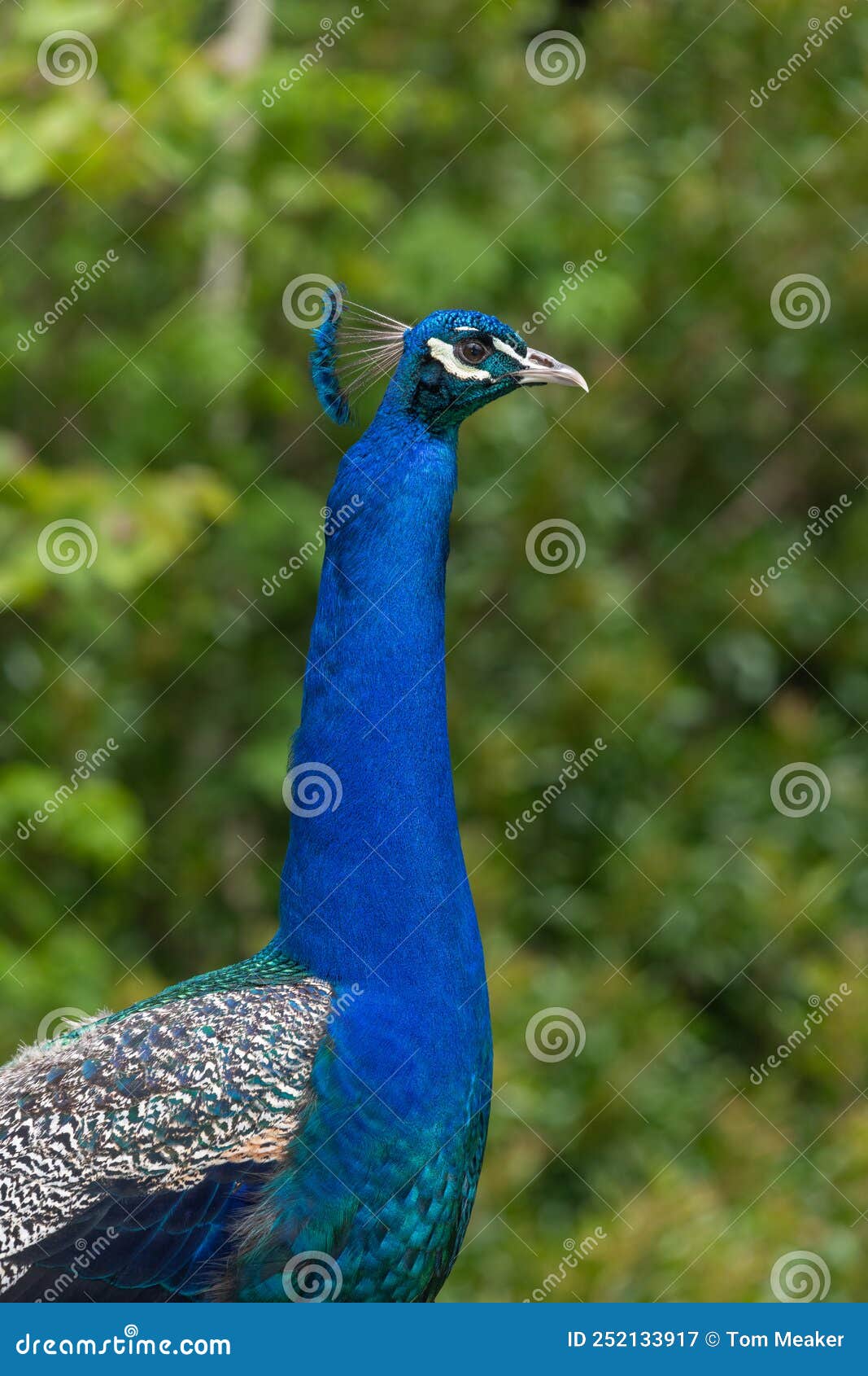 Common Peacock Pavo Cristatus Stock Image - Image of bird, blue: 252133917