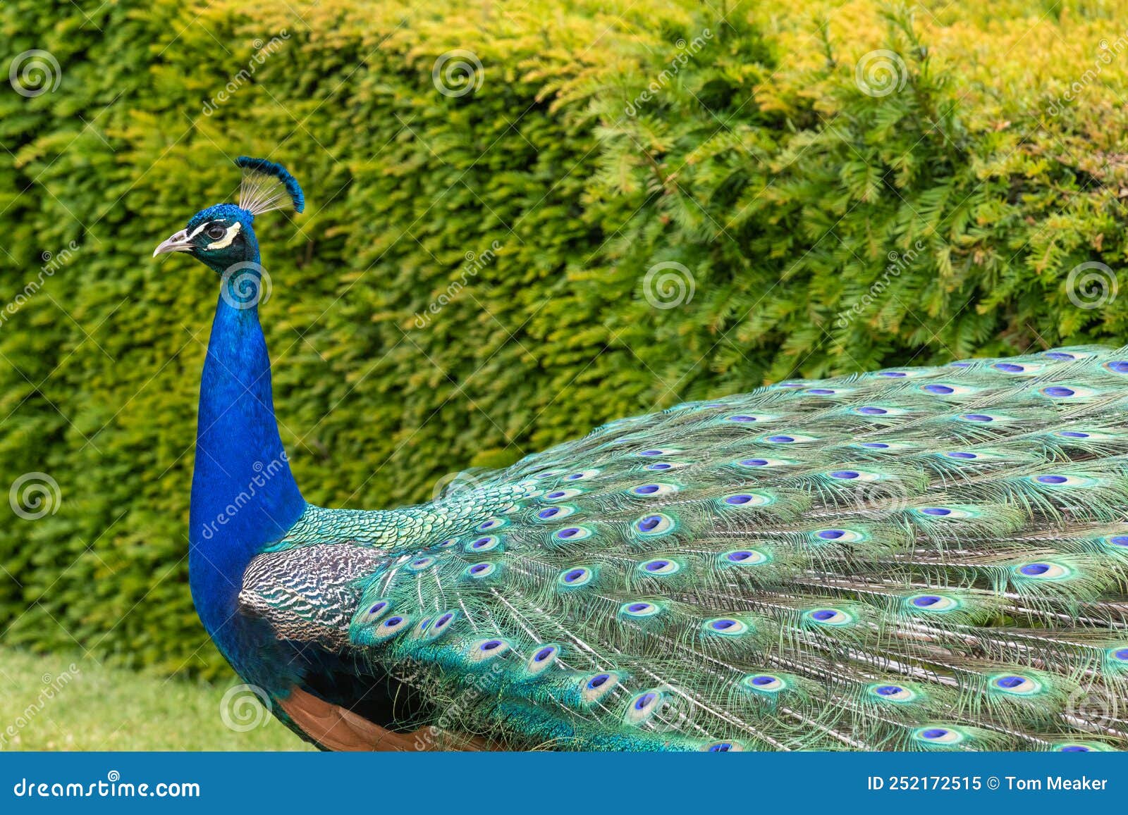 Common Peacock Pavo Cristatus Stock Image - Image of peafowl, natural ...
