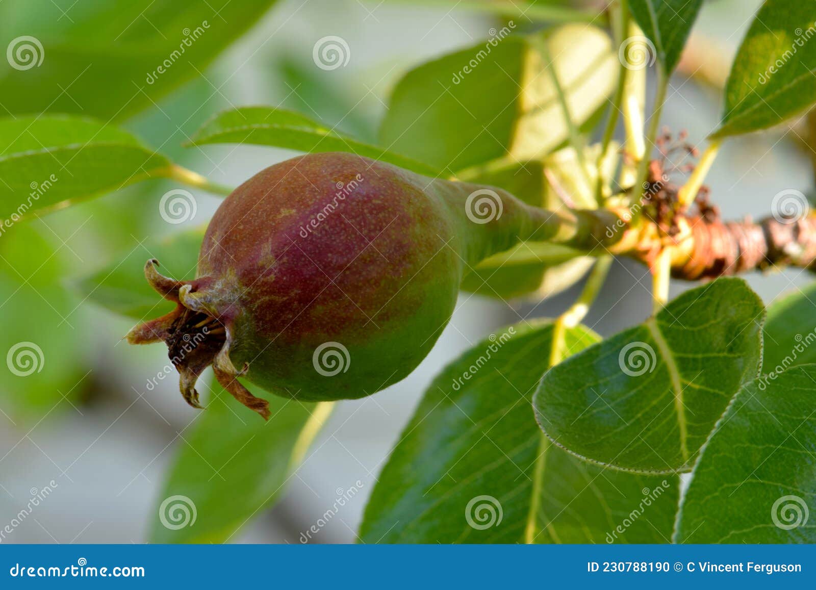 Baby Pear Blossom Begins To Fruit 02 Stock Photo - Image of green ...