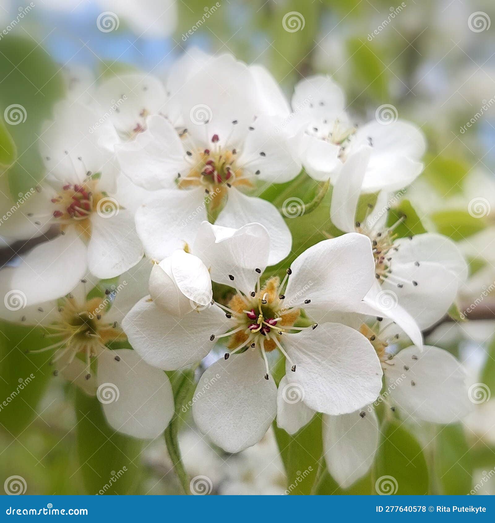 Common Pear (Pyrus Communis) Stock Photo - Image of flowers, flowering ...