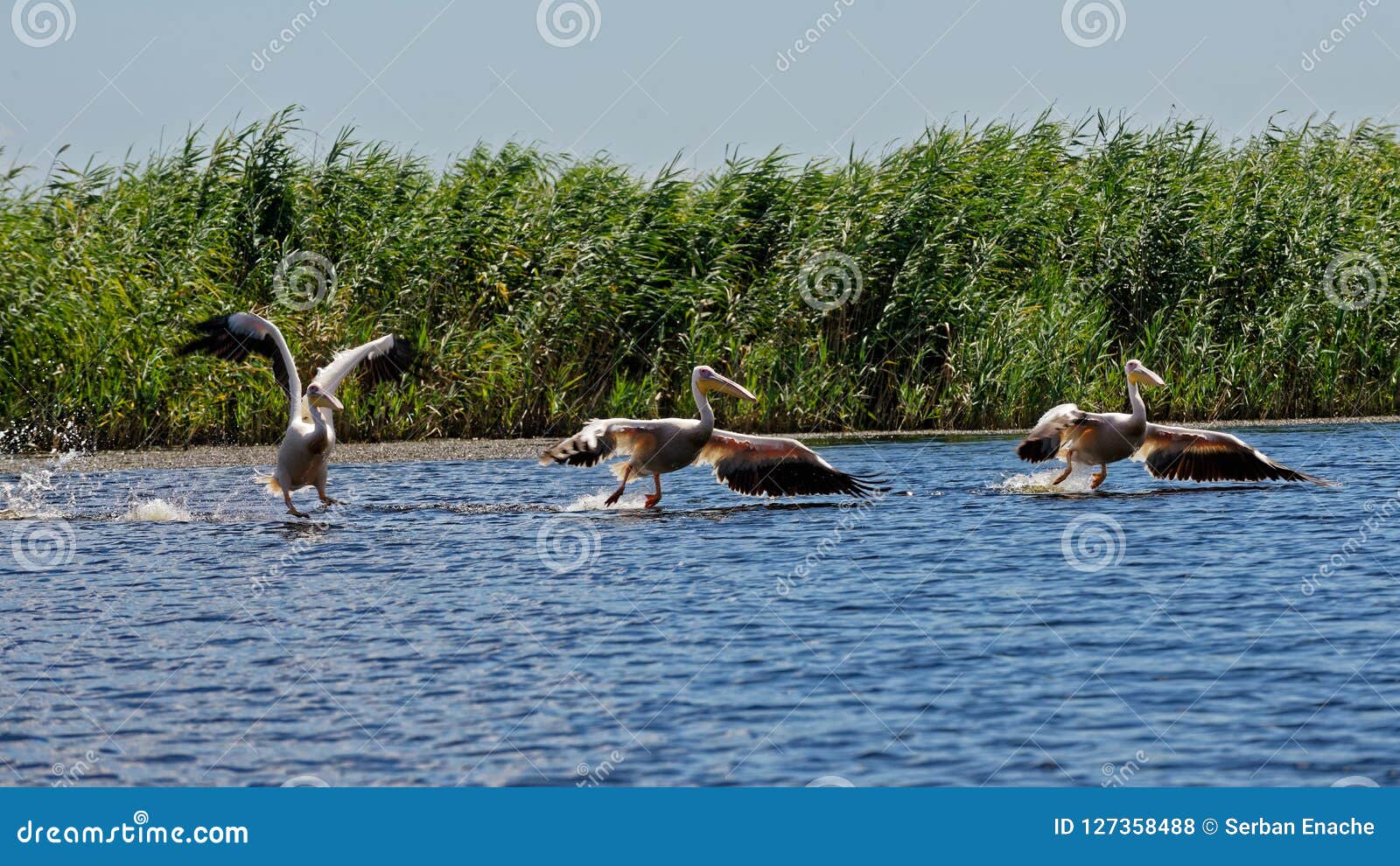 Common Pelicans Perching on Danube Surface Stock Photo - Image of ...
