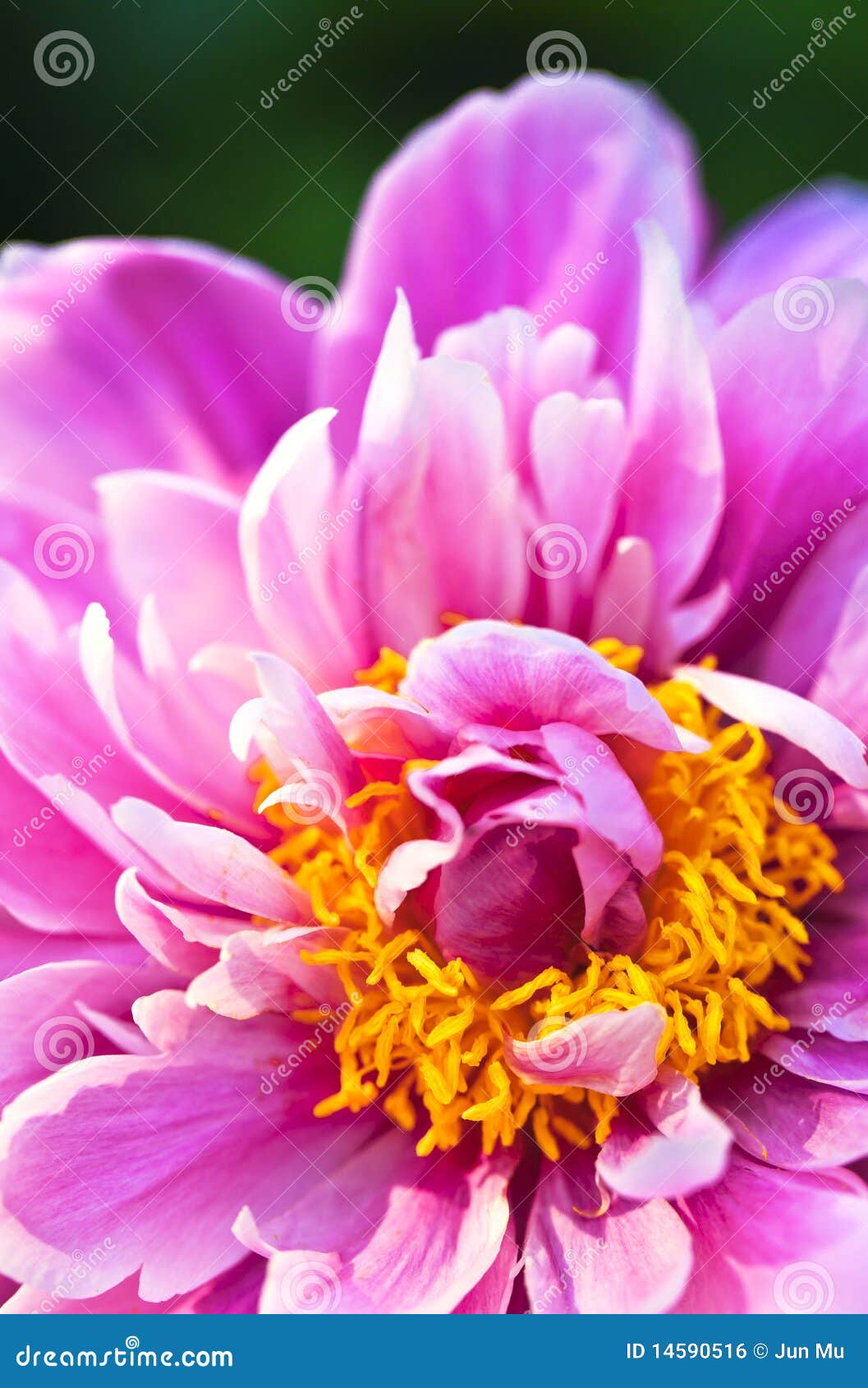 Common peony stock photo. Image of bloom, beautiful, bushy - 14590516