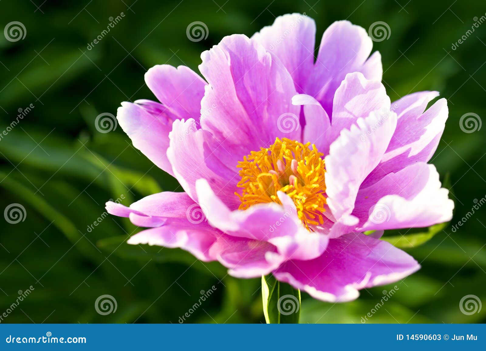 Common peony stock image. Image of beautiful, bushy, yellow - 14590603