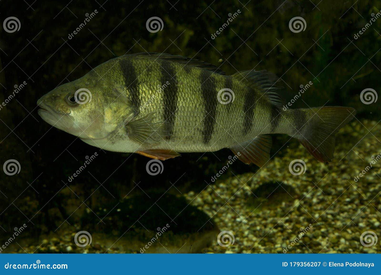 The Common Perch Perca Fluviatilis. Stock Image - Image of bigscaled ...