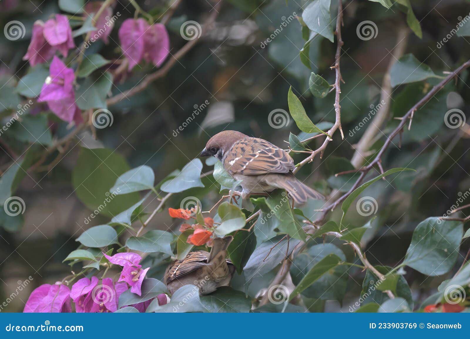 A Common Perching Bird, Sparrow in Spring, Tree Sparrow Stock Image ...