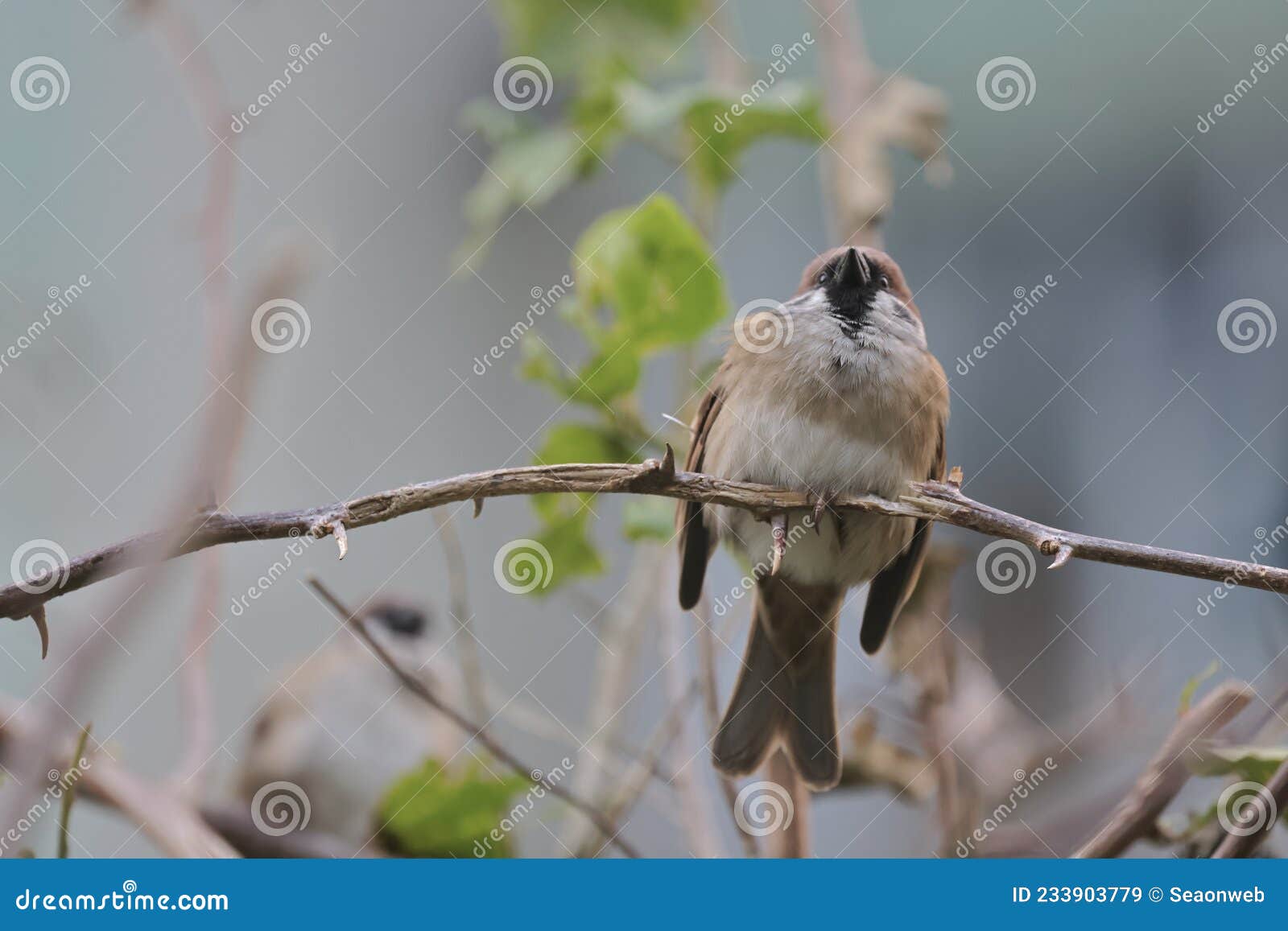 A Common Perching Bird, Sparrow in Spring, Tree Sparrow Stock Image ...