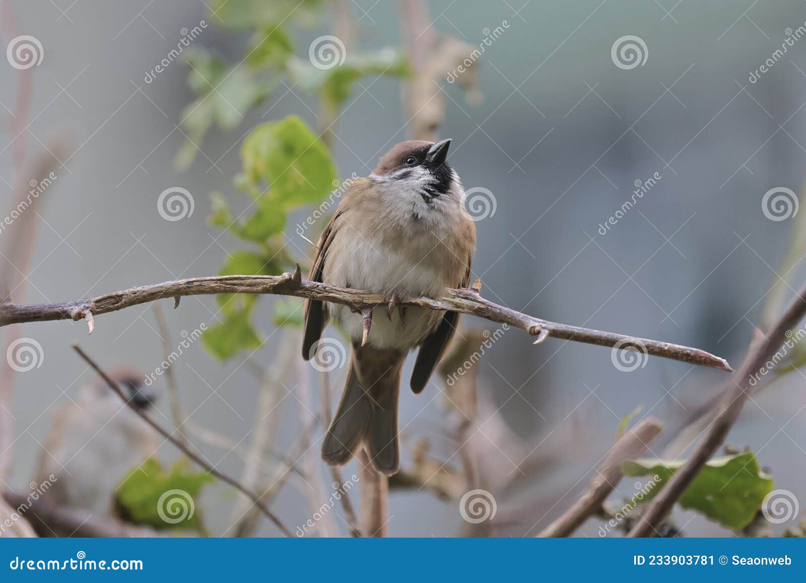 A Common Perching Bird, Sparrow in Spring, Tree Sparrow Stock Image ...