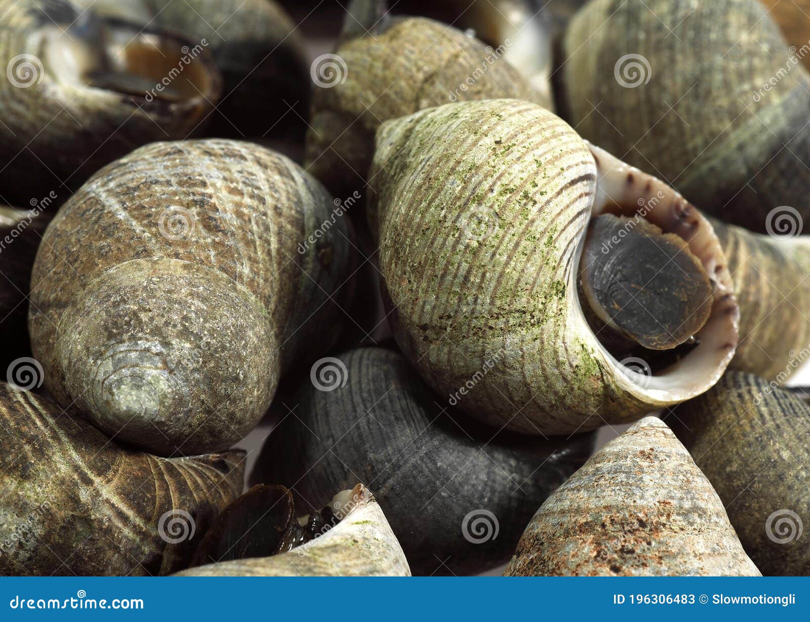 Common Periwinckle, Littorina Littorea, Shells Stock Image - Image of ...