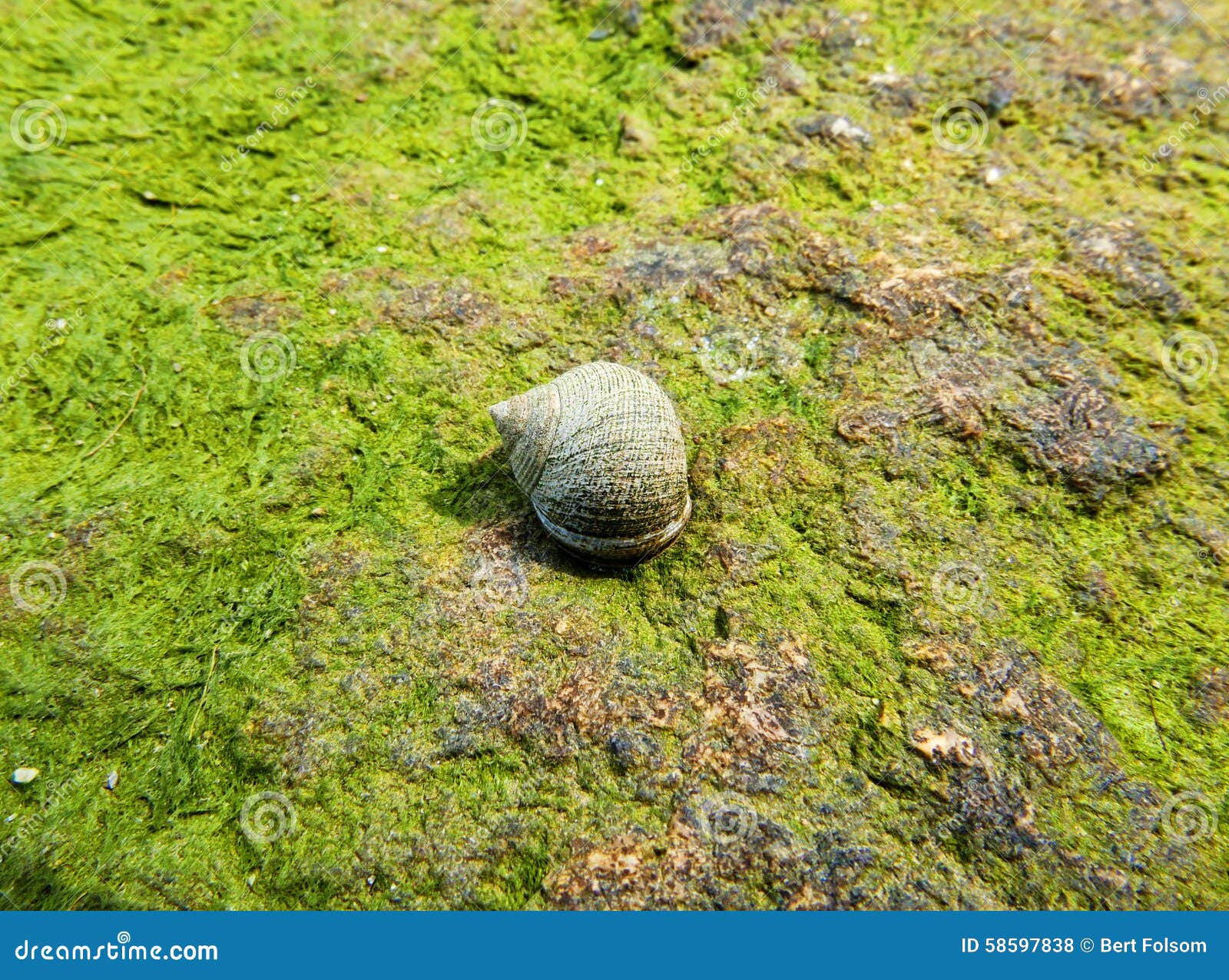 Common Periwinkle on Algae Covered Rock Stock Photo - Image of brown ...