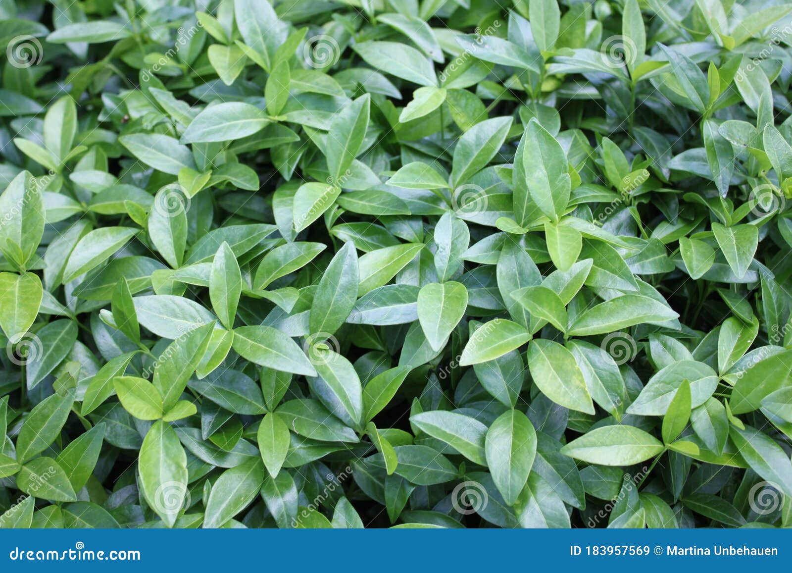 Common Periwinkle in the Garden Stock Image - Image of cover, blue ...