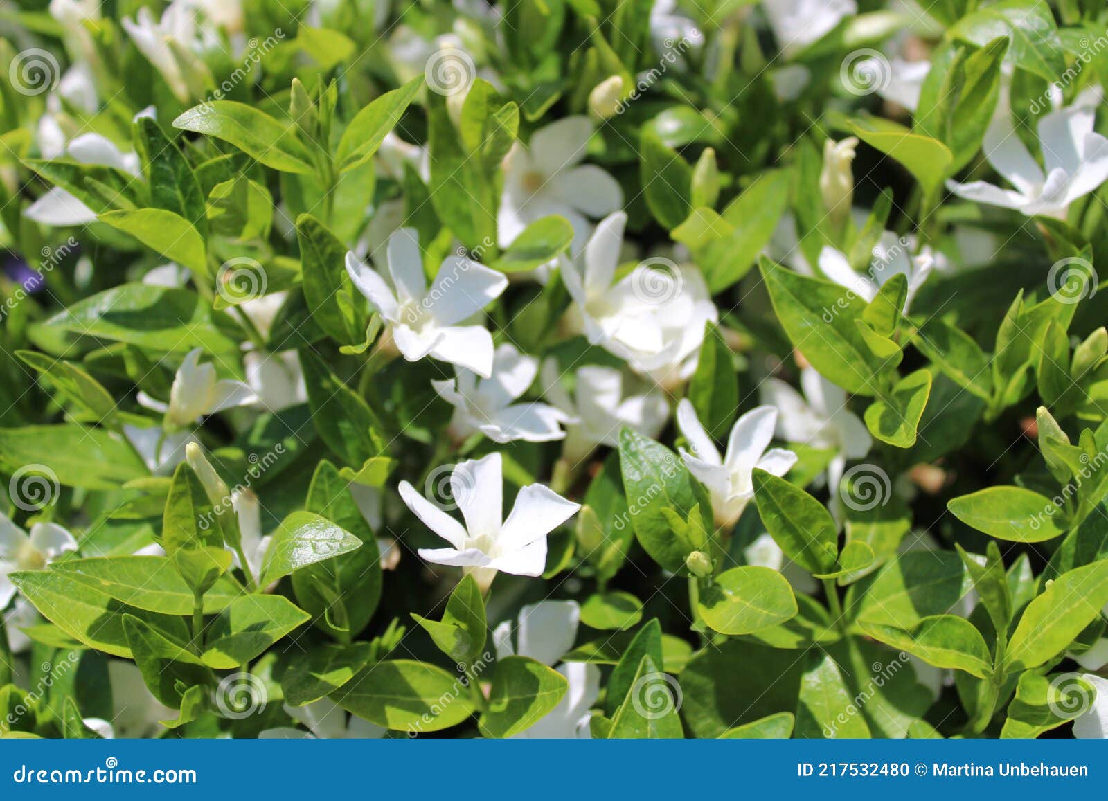 Common Periwinkle in the Garden Stock Photo - Image of flower, minor ...
